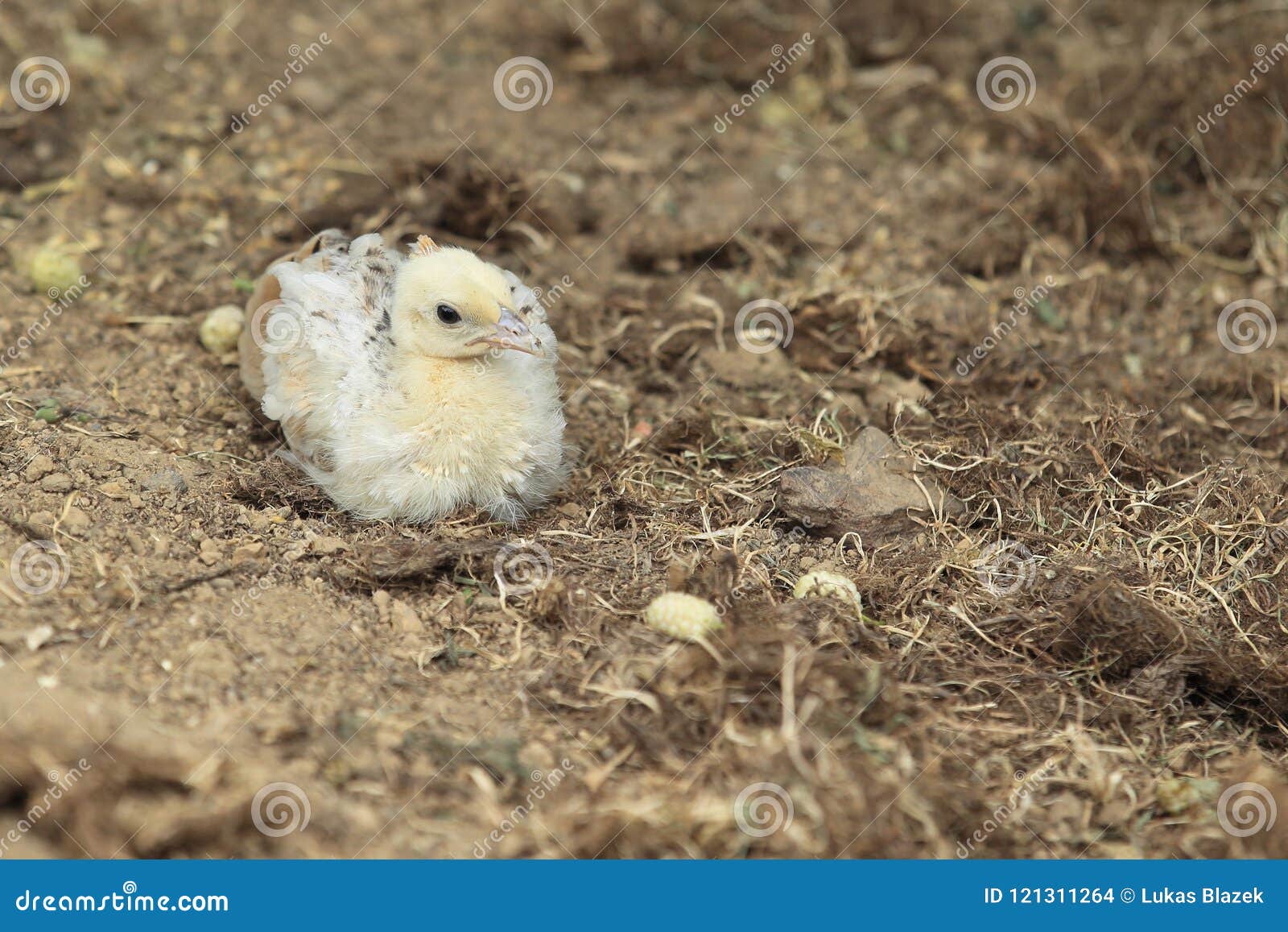 Young indian peacock stock photo. Image of pavo, ground - 121311264