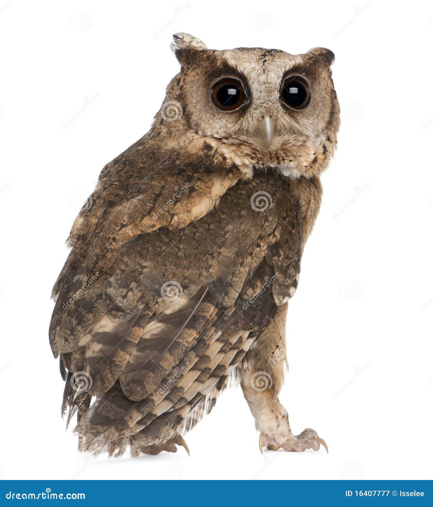 Indian Scops Owl, Otus Bakkamoena, Rare Bird From Asia. Malaysia ...