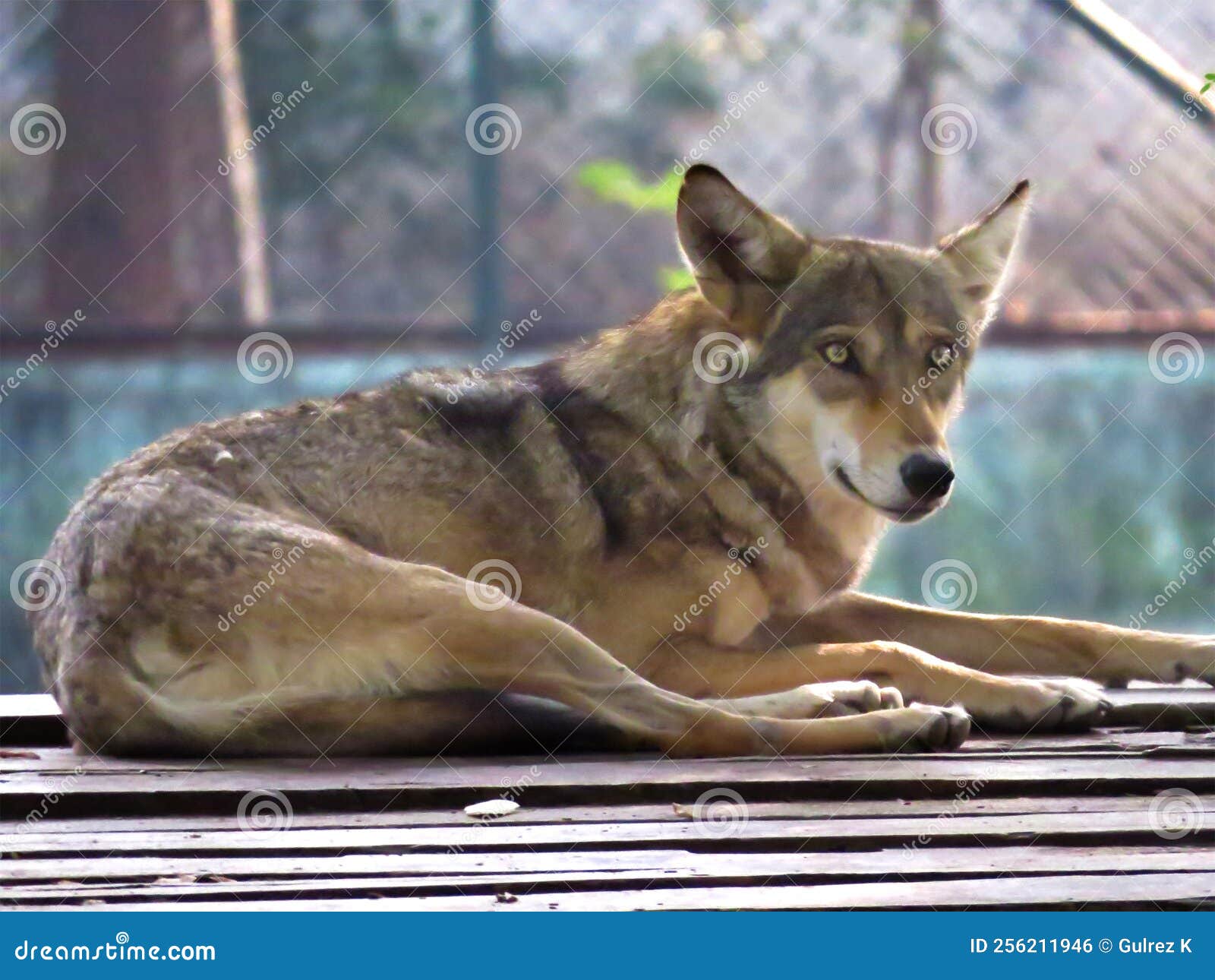 Indian Wolf Snake, Lycodon Aulicus, Panna Tiger Reserve, Madhya Pradesh ...