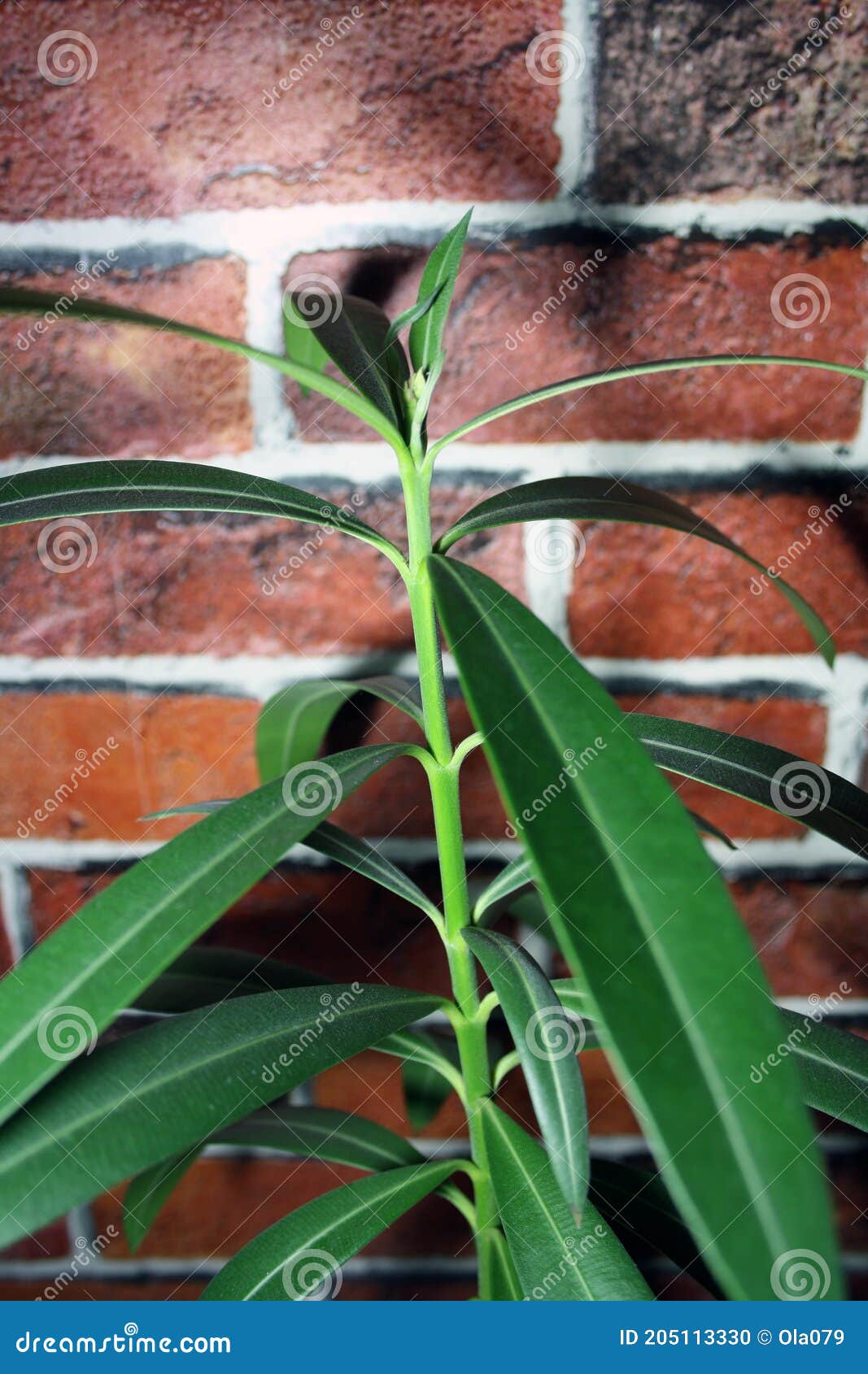 A Young Indoor Oleander with Emerging Buds Stock Photo - Image of ...