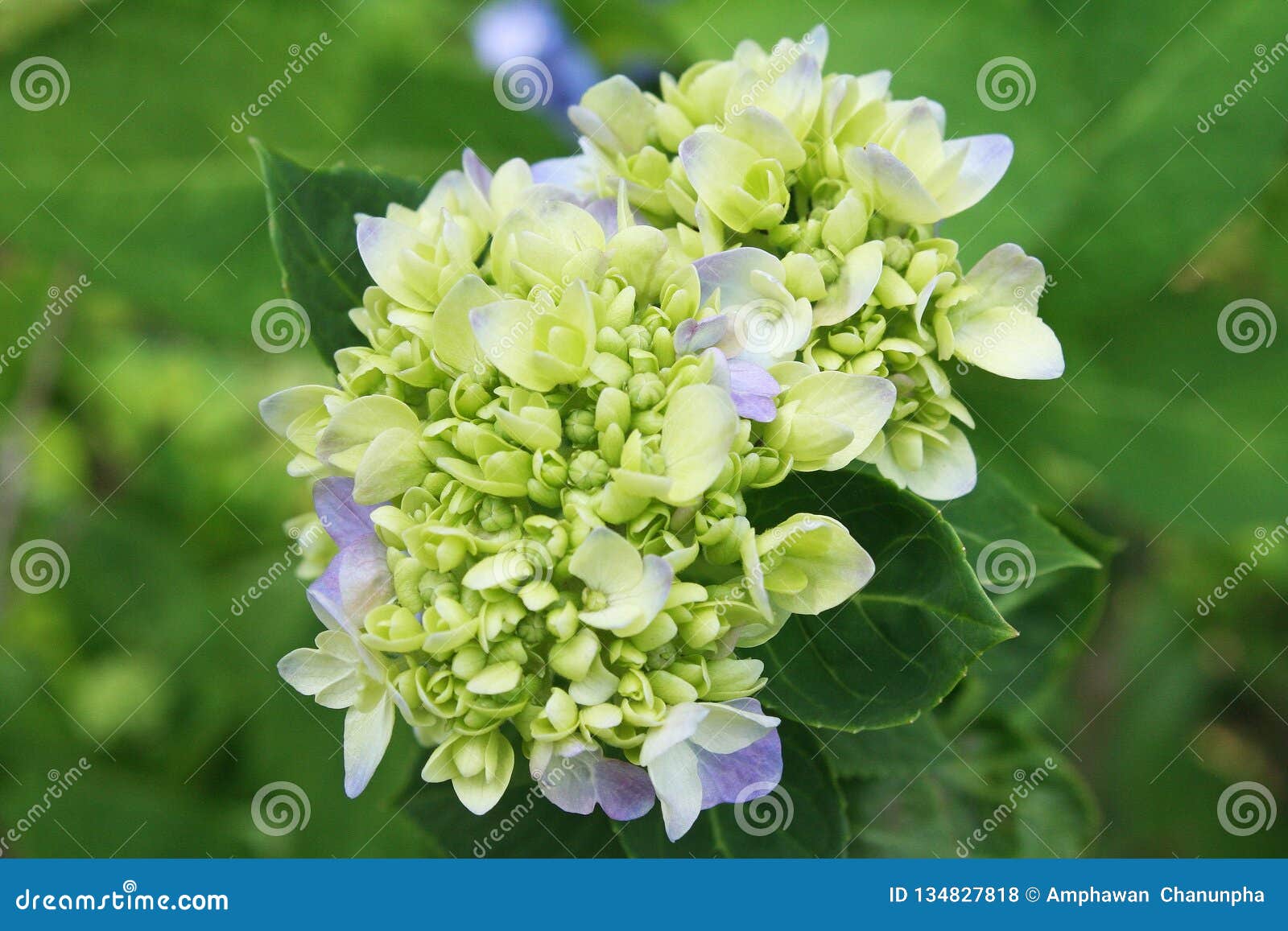 Young Inflorescence of Blue Hydrangea Flowers Stock Photo - Image of ...