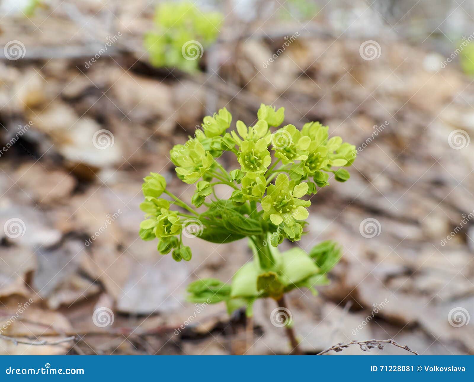 Young Inflorescence Close-up. Leaves and Buds Stock Image - Image of ...