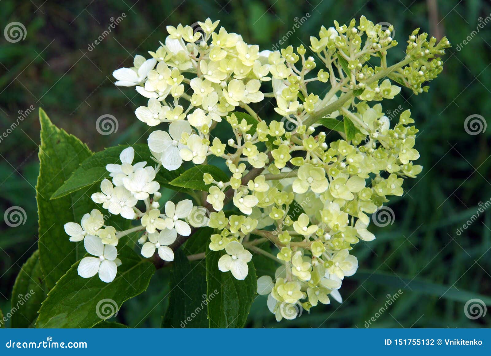 Young Inflorescence of Hydrangea in June Stock Photo - Image of white ...