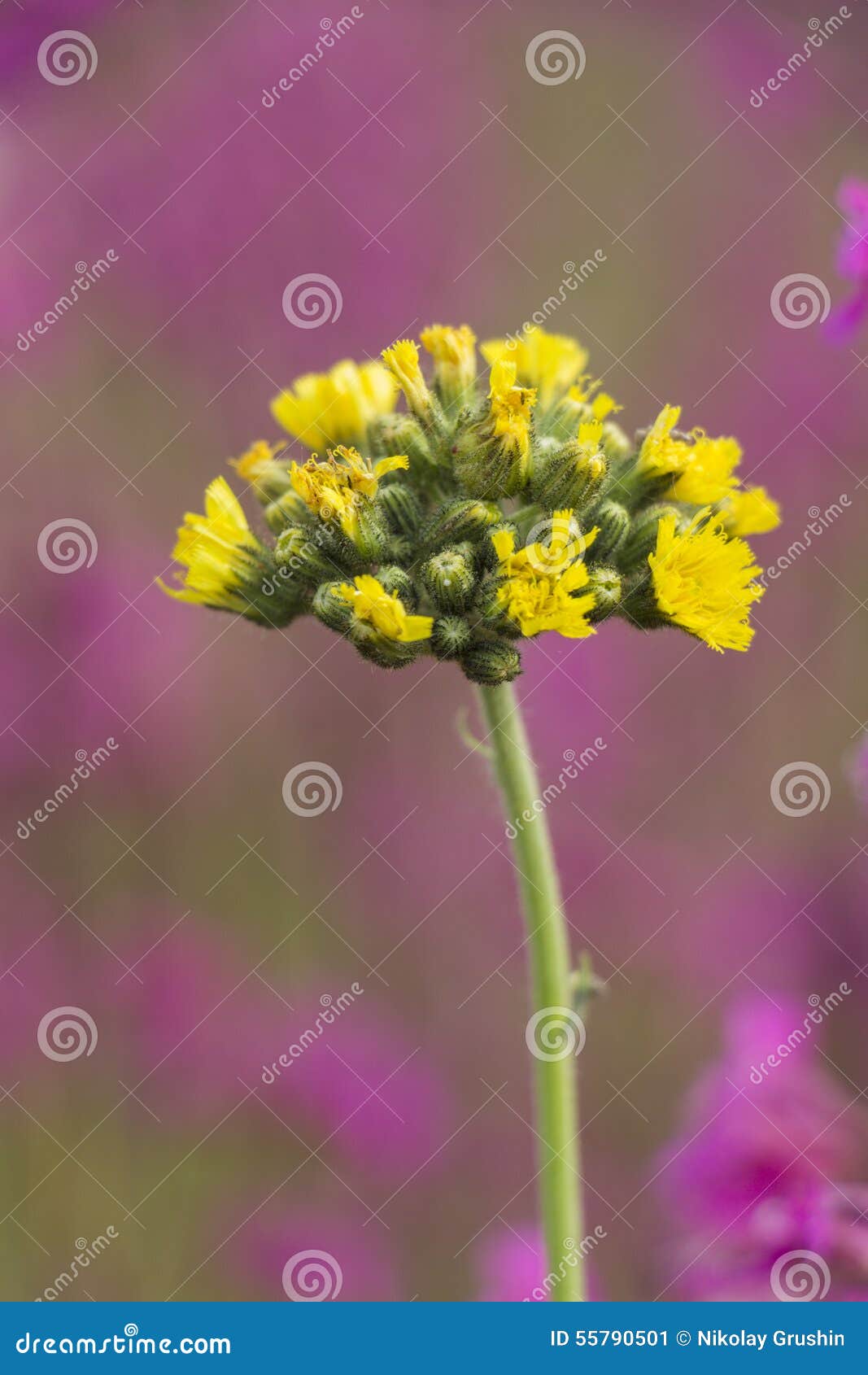Young Inflorescence Tansy the Plants Stock Image - Image of summer ...