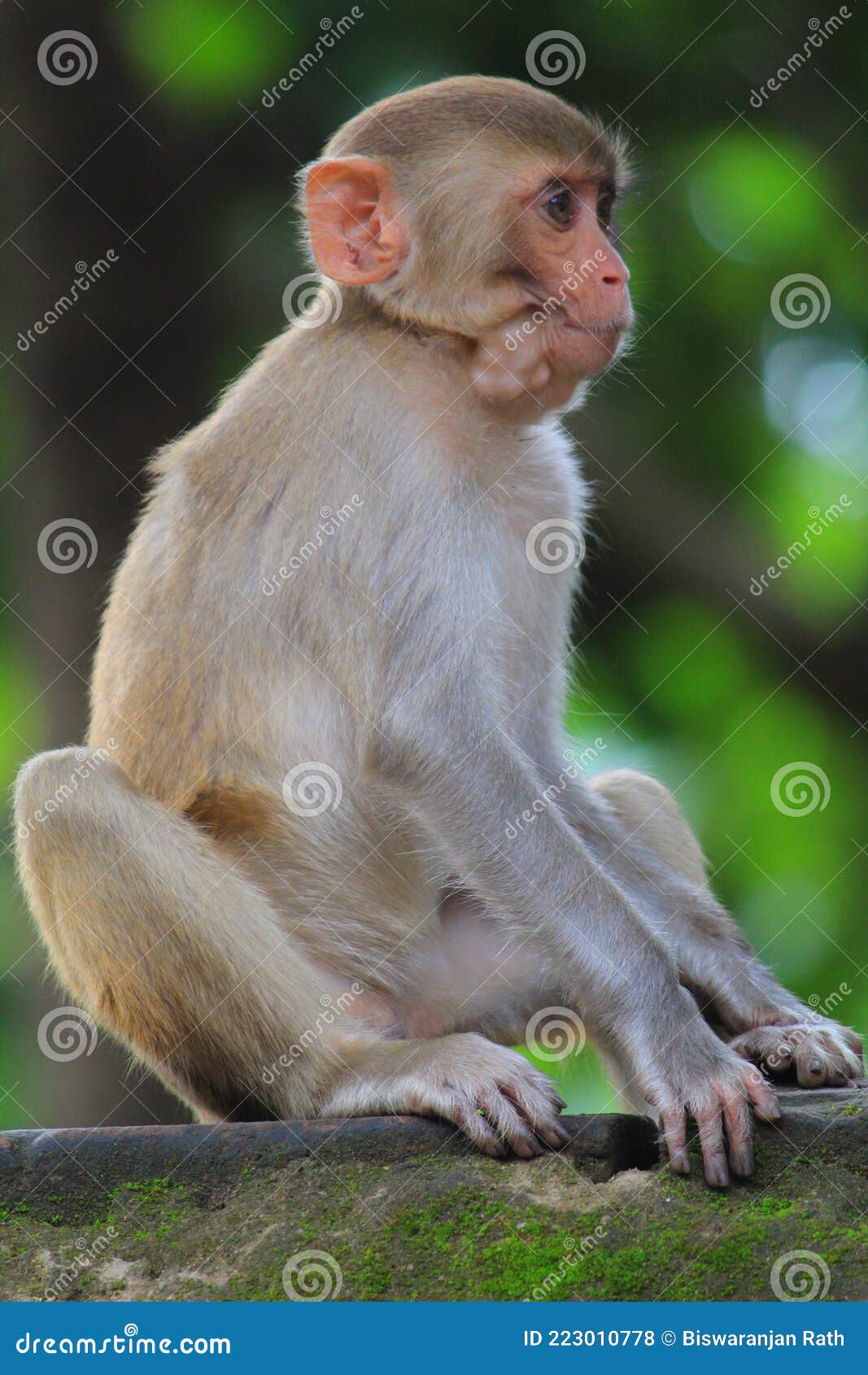 Young Innocent Looking Macaque Monkey Sitting Isloated in Nice Blur ...
