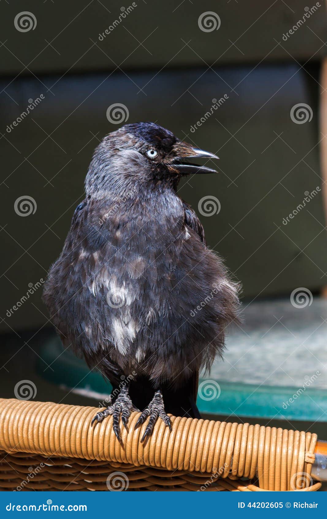 Young Jackdaw with Beak Open Stock Image - Image of black, cute: 44202605