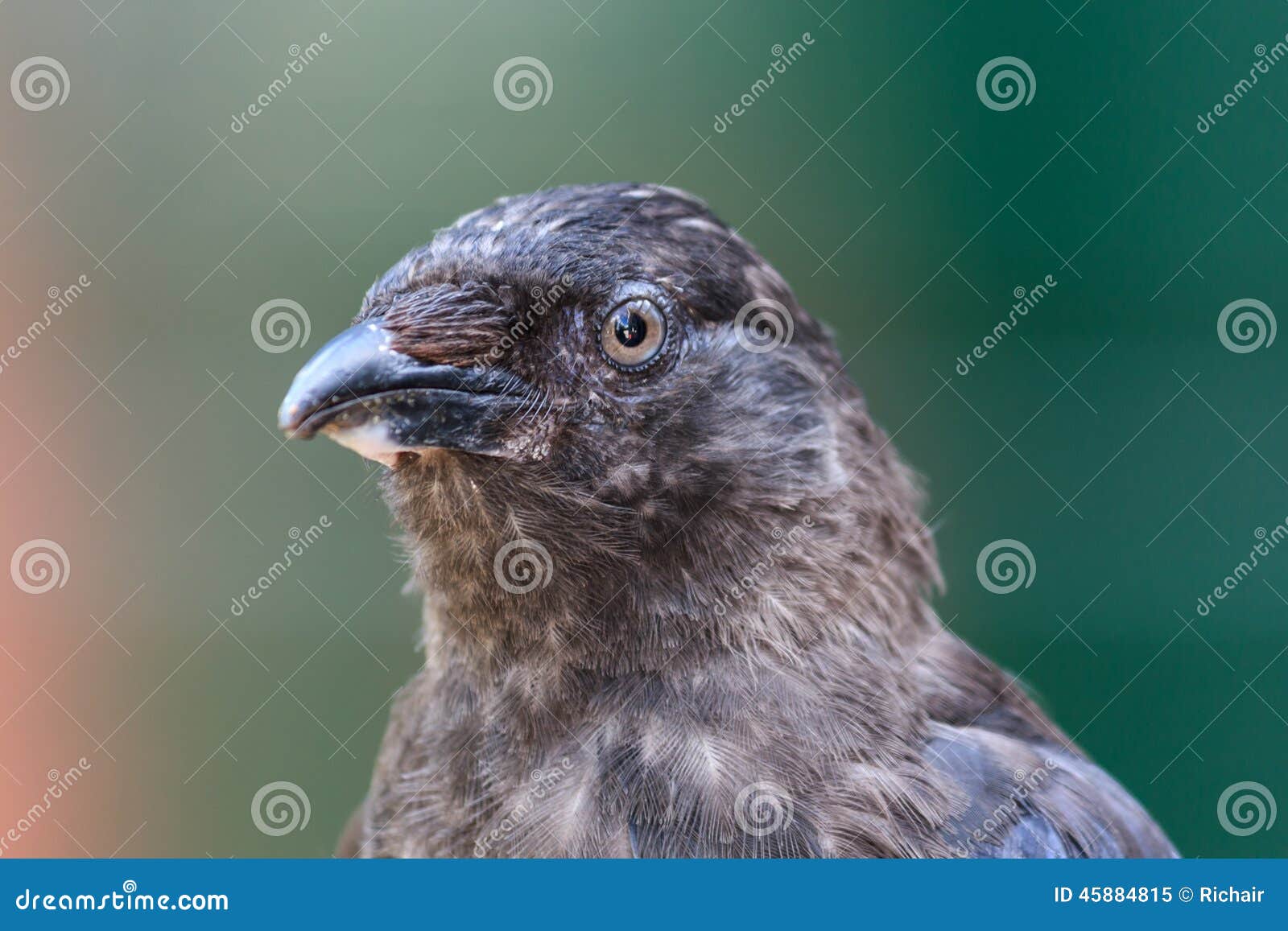 Young jackdaw stock image. Image of black, feathers, details - 45884815