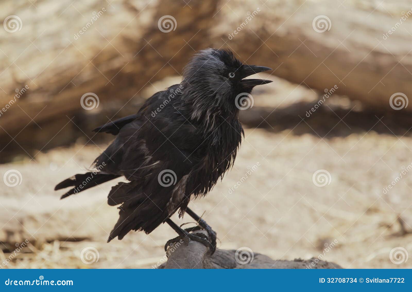 Young jackdaw. stock photo. Image of bird, feather, jackdaw - 32708734