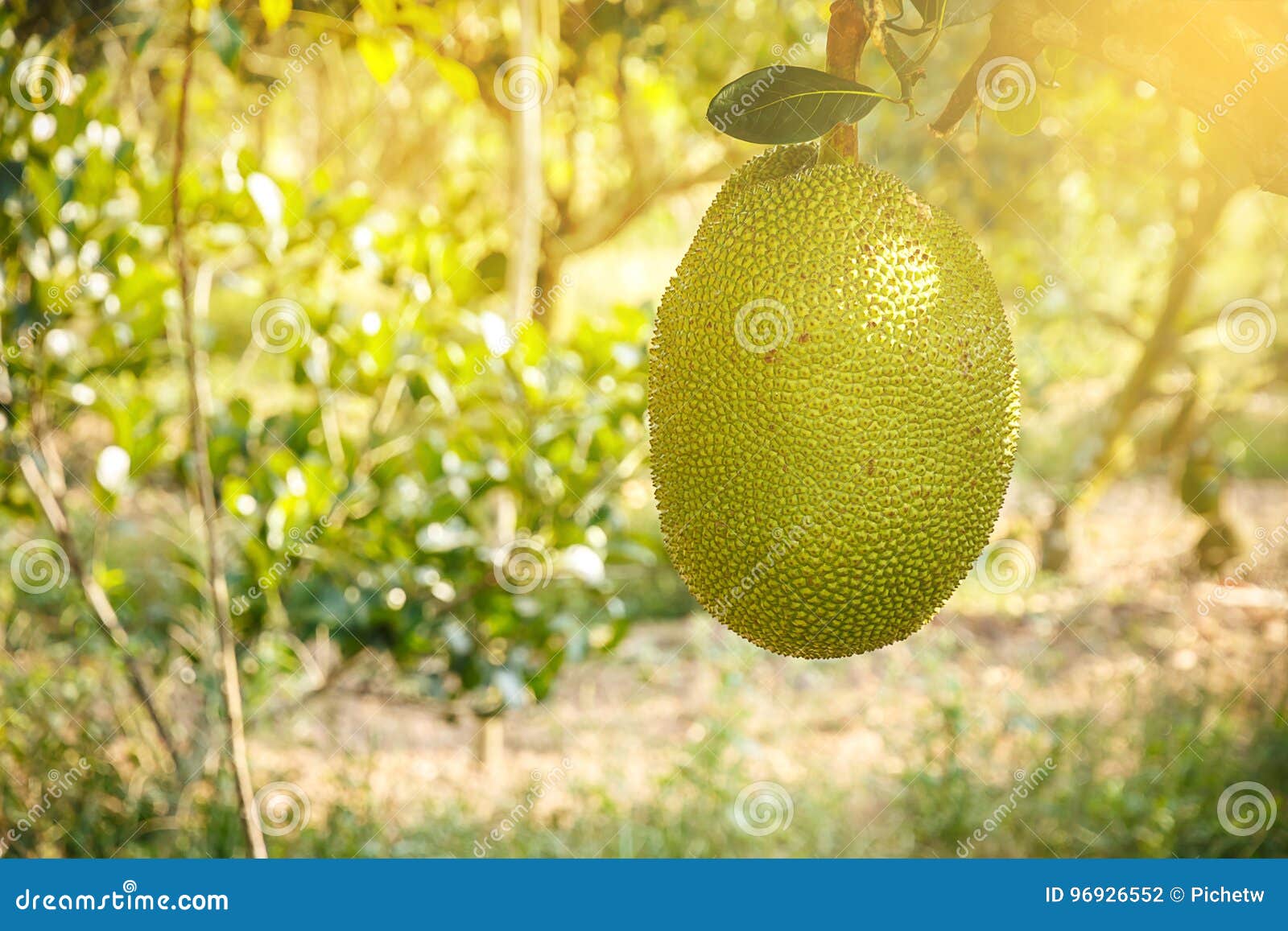 Young Jackfruit in the Farm with Soft Light Stock Photo - Image of ...