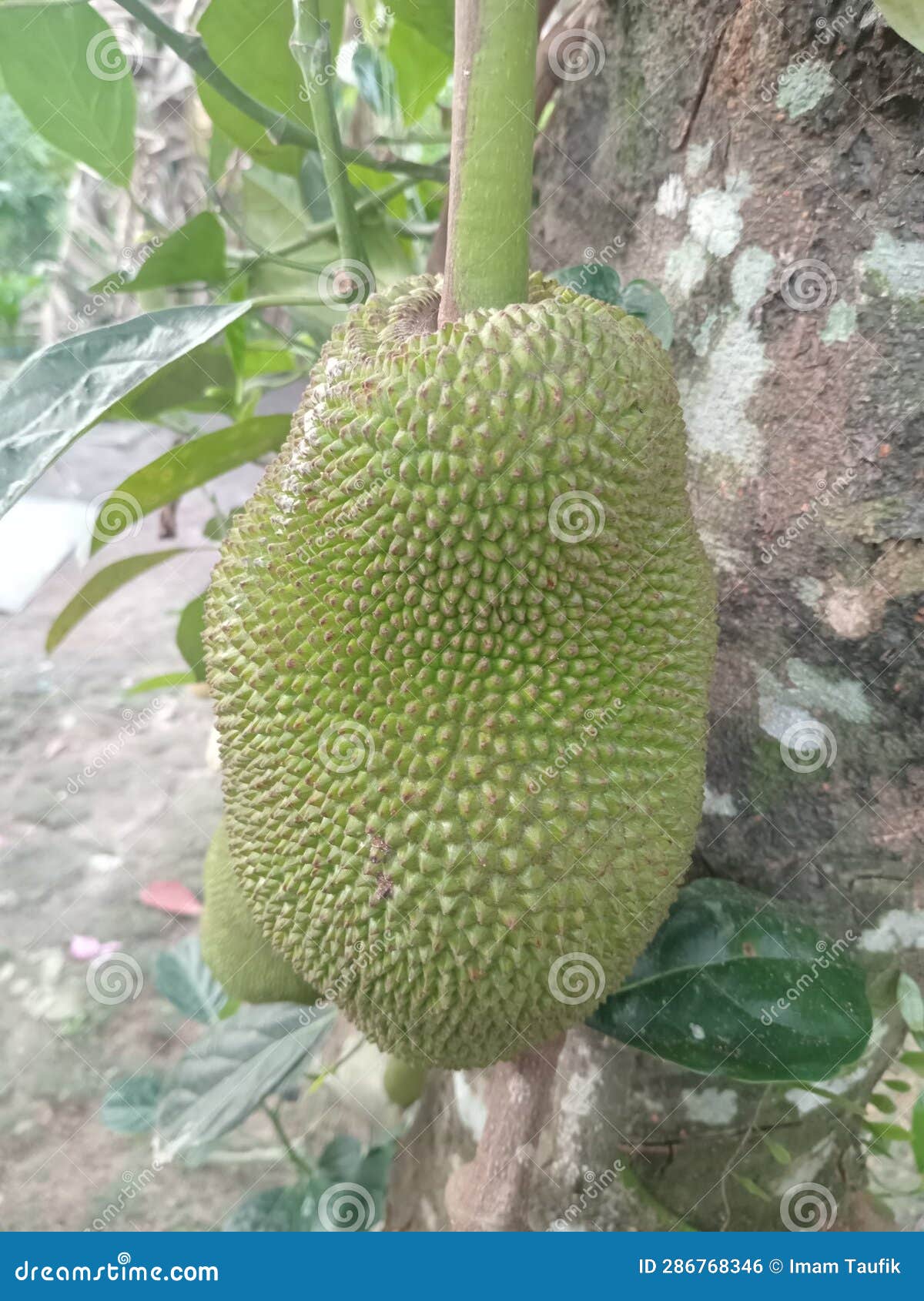Young Jackfruit stock photo. Image of produce, plant - 286768346