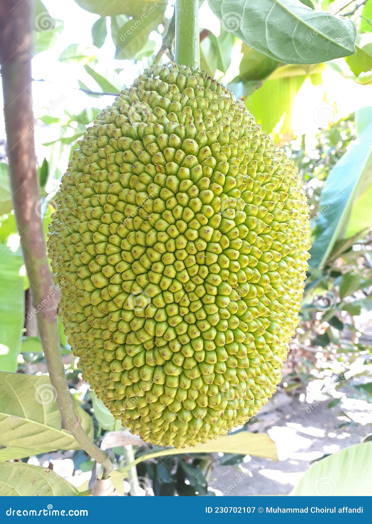 Jackfruit Green Leaves Background.leaf Texture Royalty-Free Stock Image ...