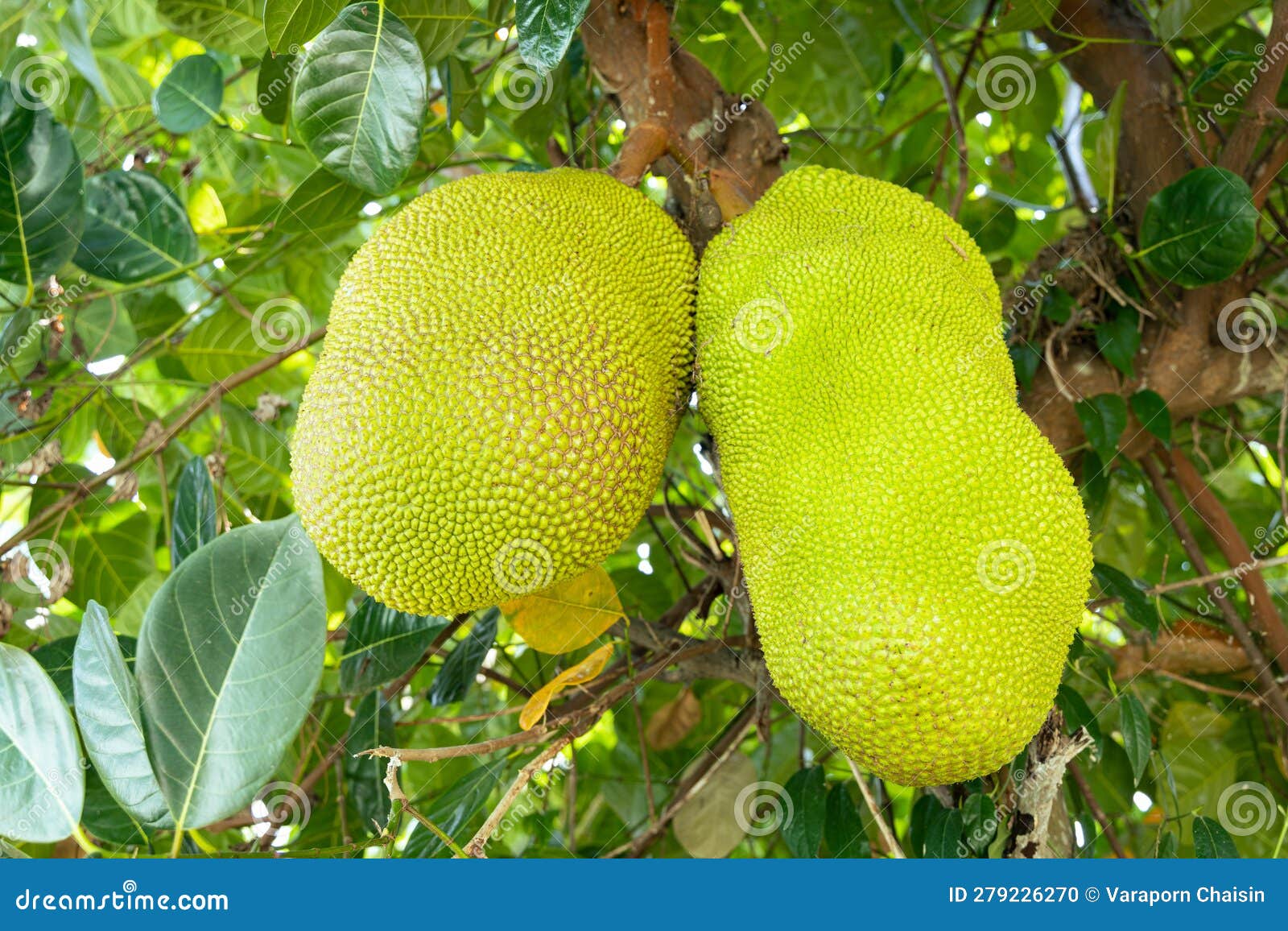 Young Jackfruit Growing on the Tree Stock Photo - Image of thailand ...