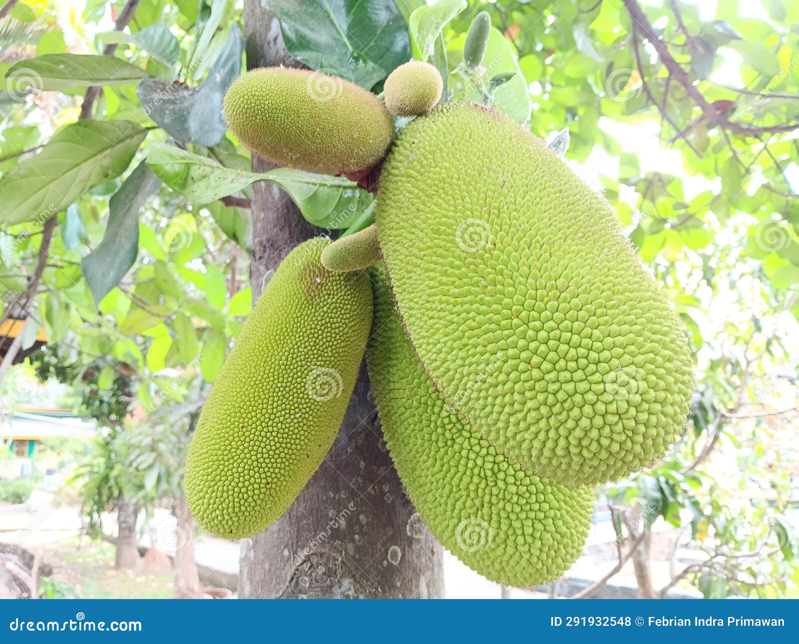 A Jackfruit Growing On A Tree At A Plantation On Bali Stock Photography ...