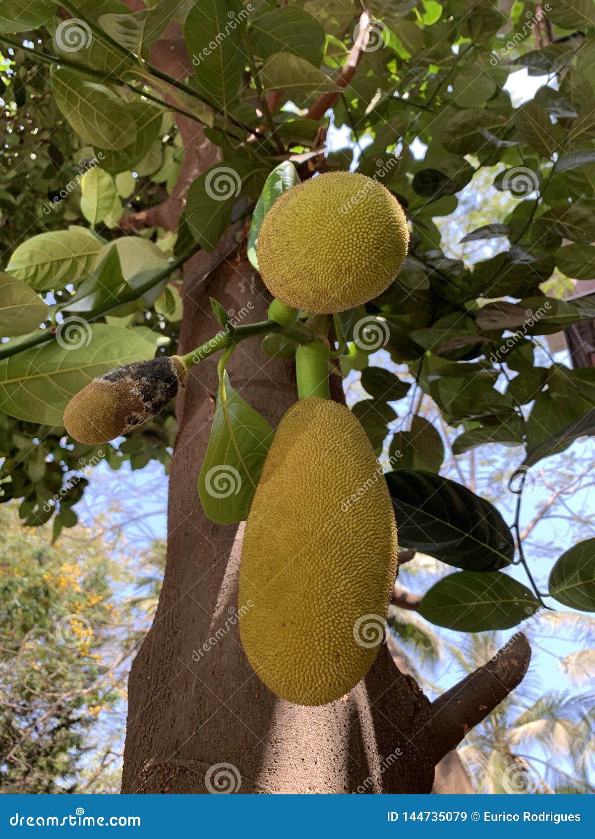 Young Jackfruit Growing on a Tree Stock Image - Image of garden, large ...