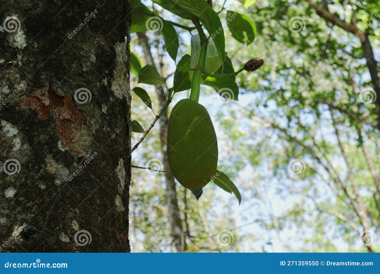 A Young Jackfruit Grows on a Jack Tree Trunk Stock Photo - Image of ...