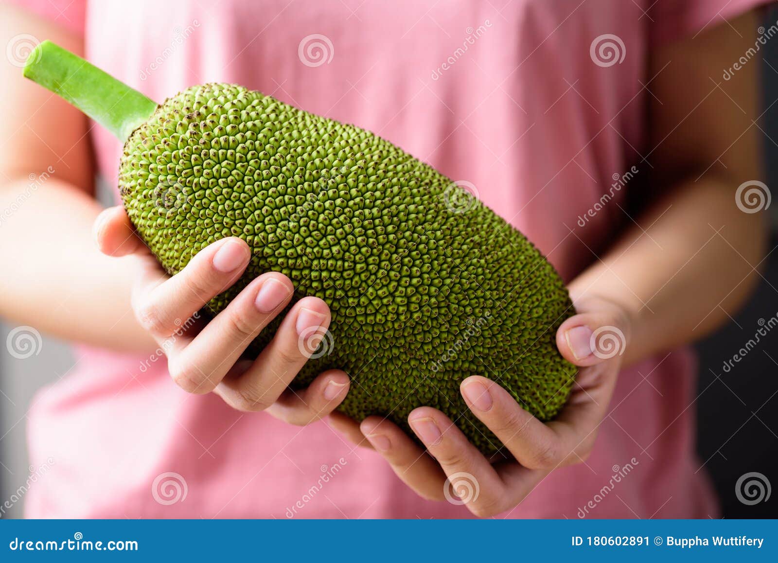 Young Jackfruit Holding by Hand Stock Image - Image of asian, natural ...
