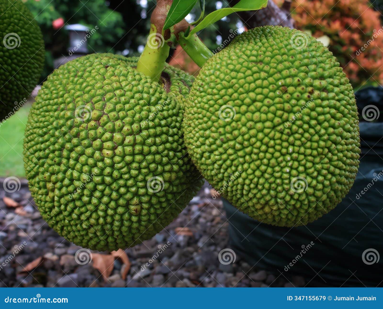 Young Jackfruit Growing On The Tree Tropical Royalty-Free Stock Image ...