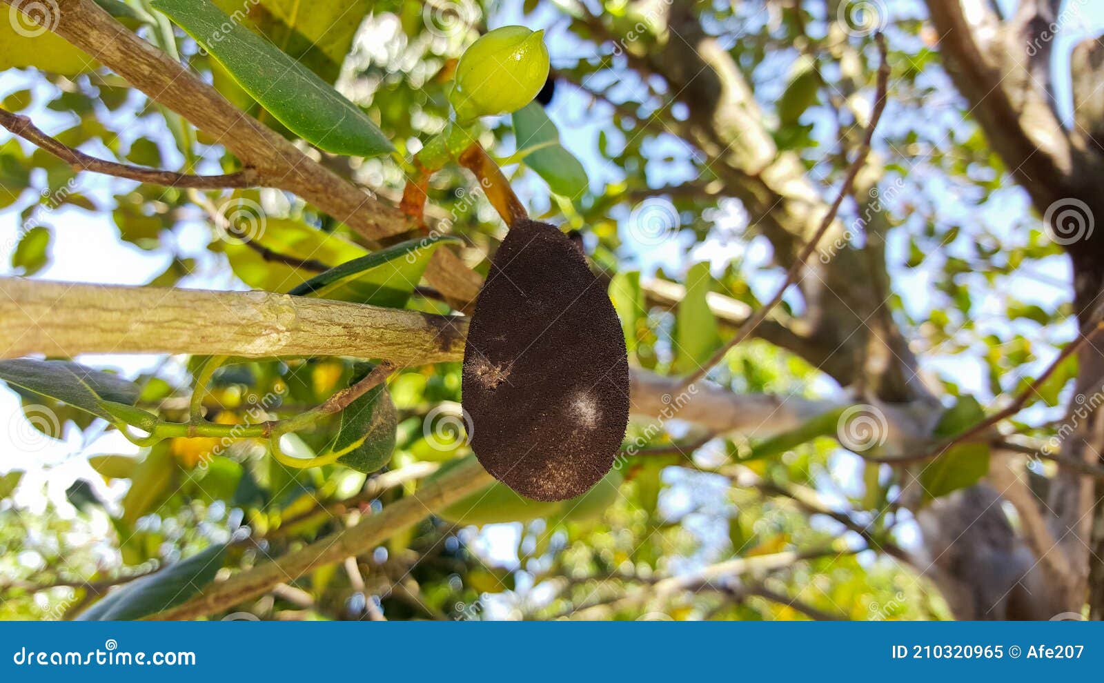 Young Jackfruit, Khanun-on with Rhizopus Sp, Inflorescence Rot or Fruit ...