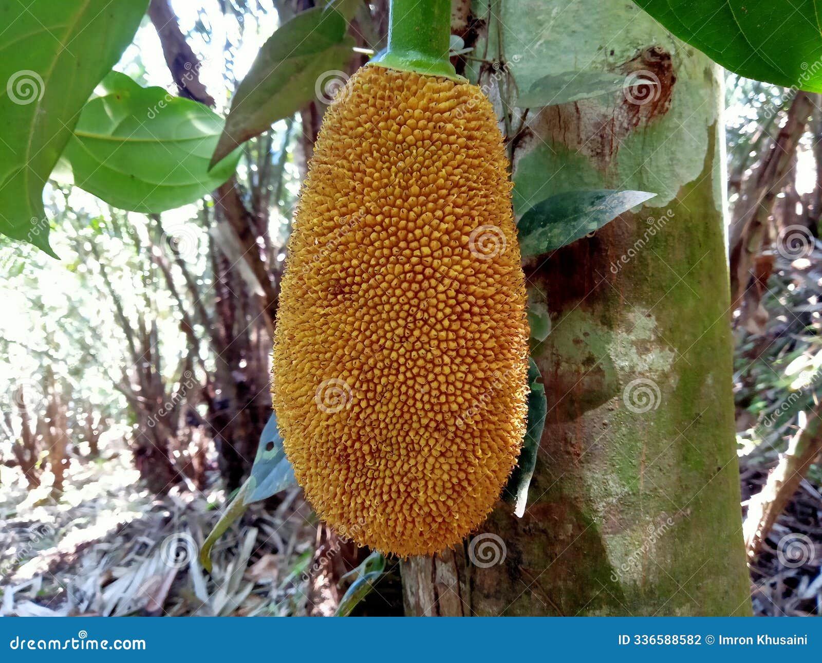 Young Jackfruit in Orange on the Tree. Stock Photo - Image of still ...