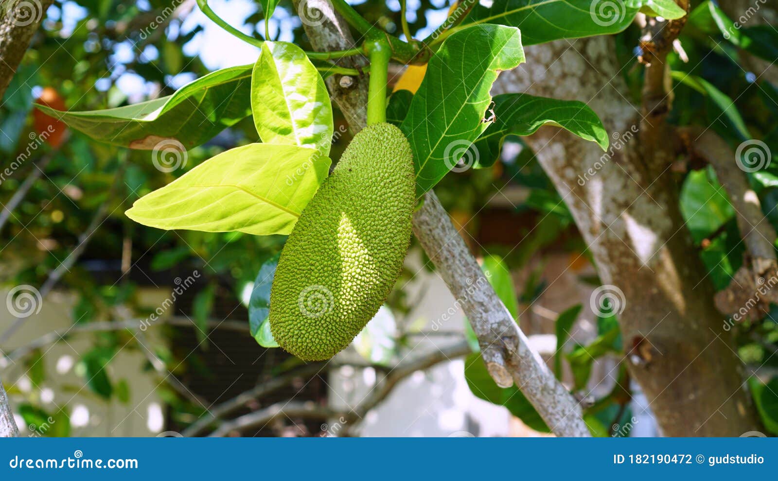 Young Jackfruit, Small Size on the Tree Stock Photo - Image of leaf ...