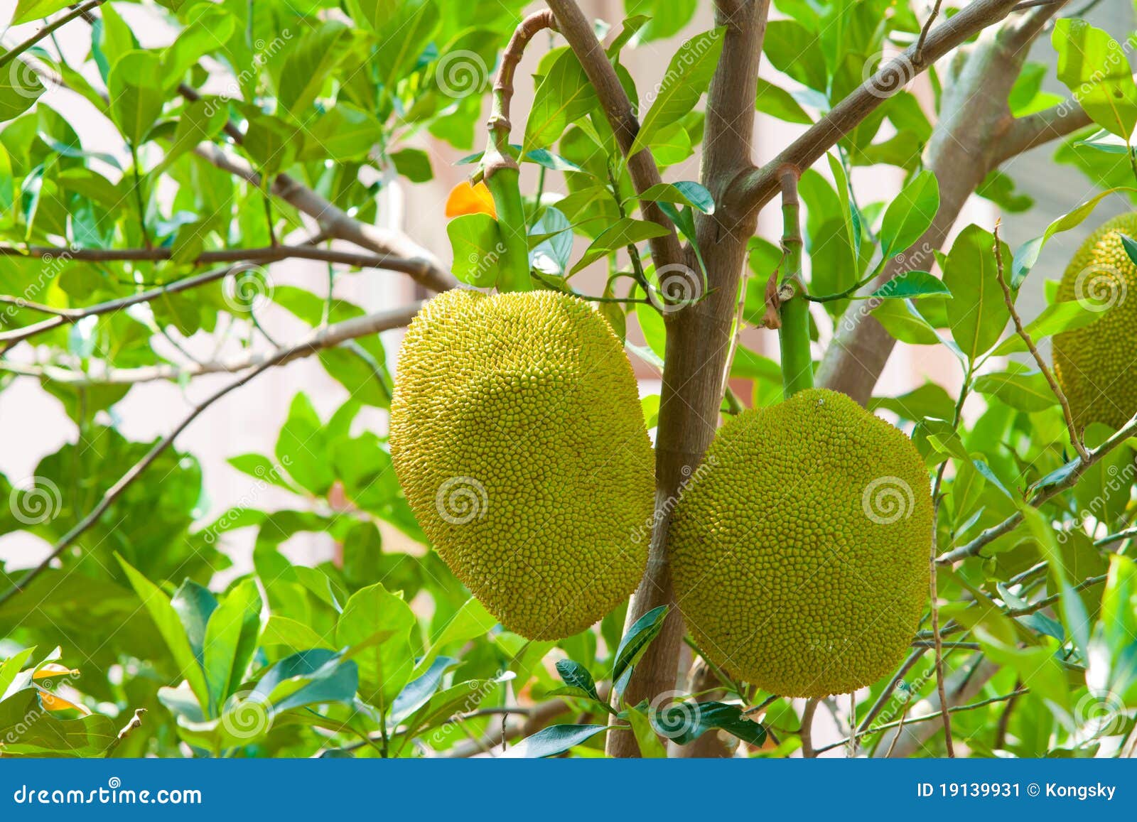 Young jackfruit on tree stock image. Image of color, hard - 19139931