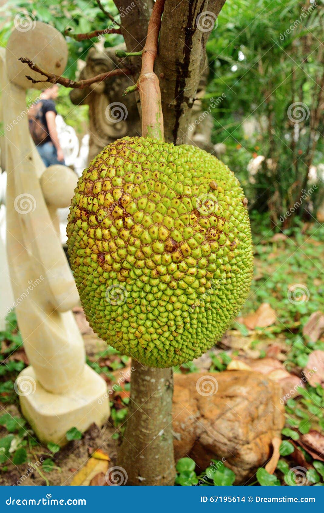 A young jackfruit tree stock photo. Image of asian, young - 67195614