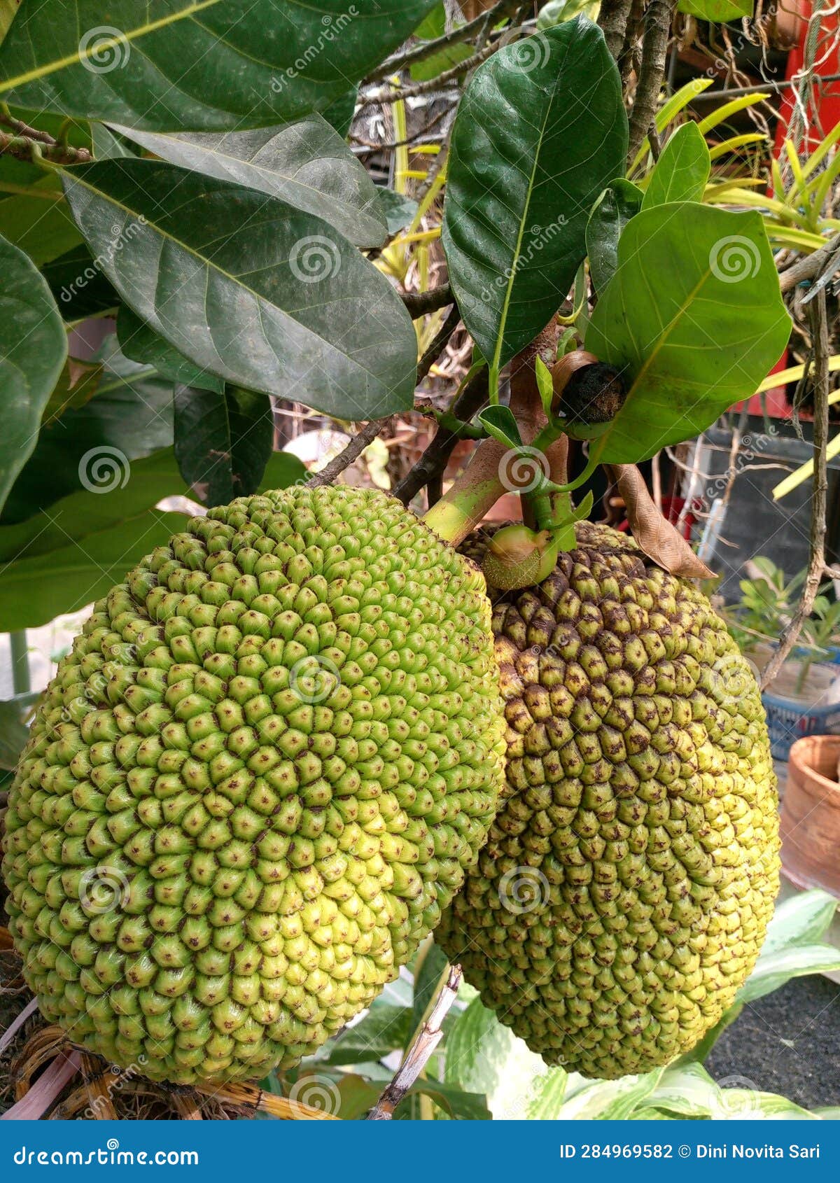 Young Jackfruit Tree Fruit Growing Side by Side Stock Photo - Image of ...