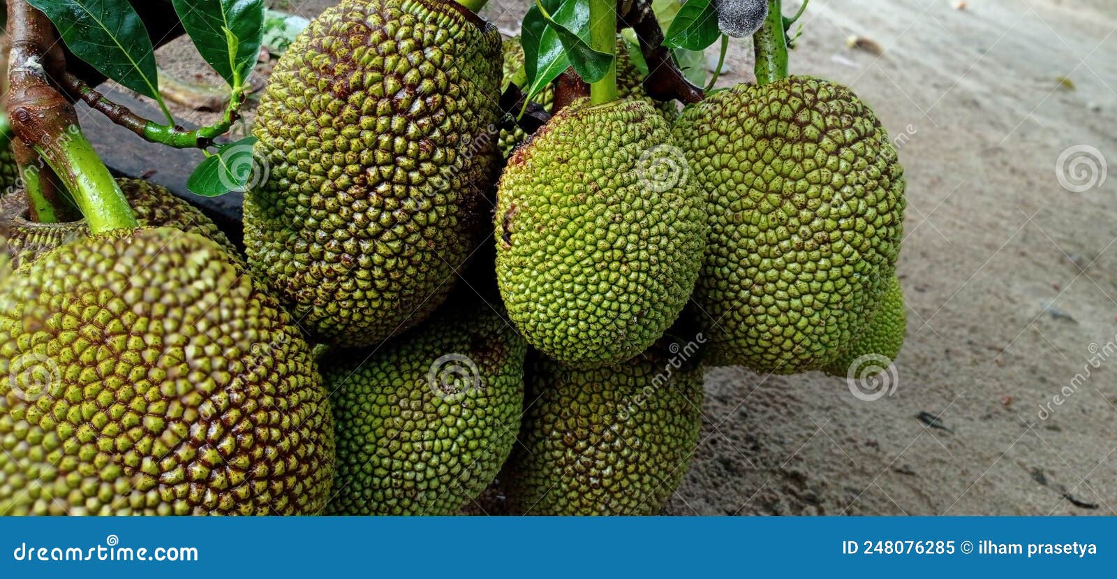 Young jackfruit in tree stock image. Image of young - 248076285