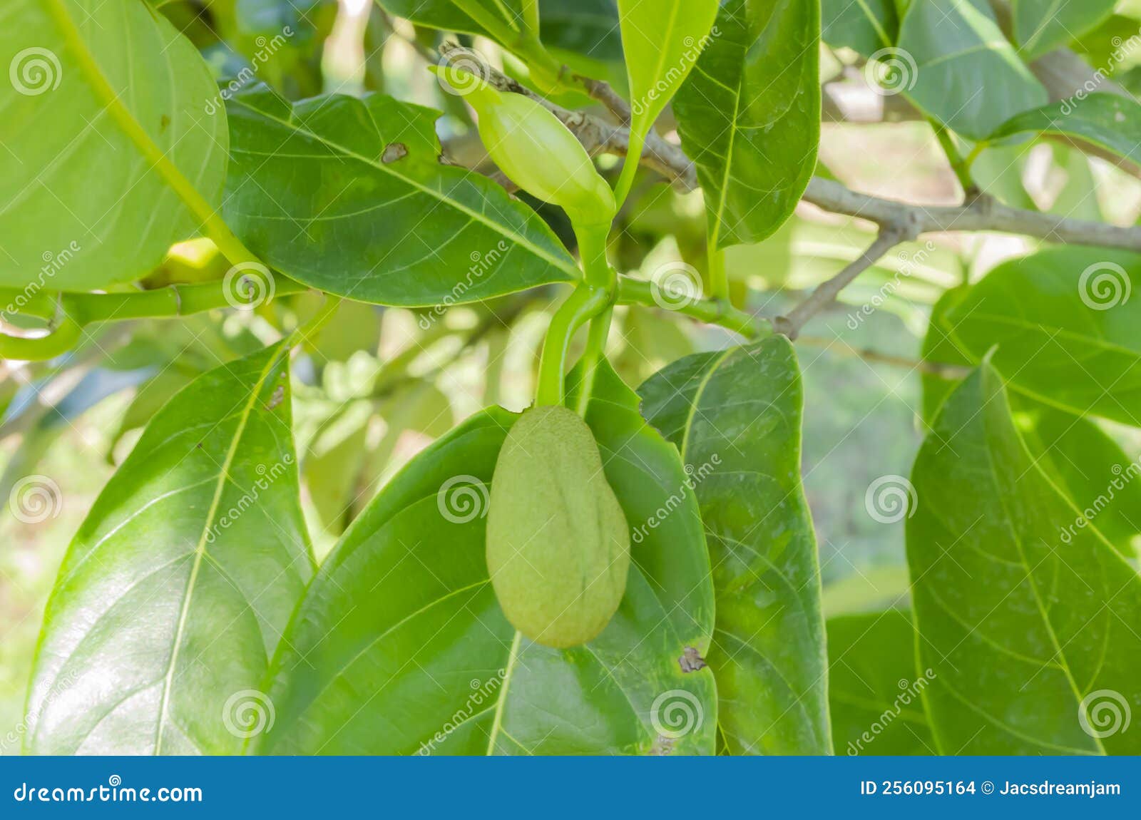 Young Jackfruit on Tree stock photo. Image of natural - 256095164