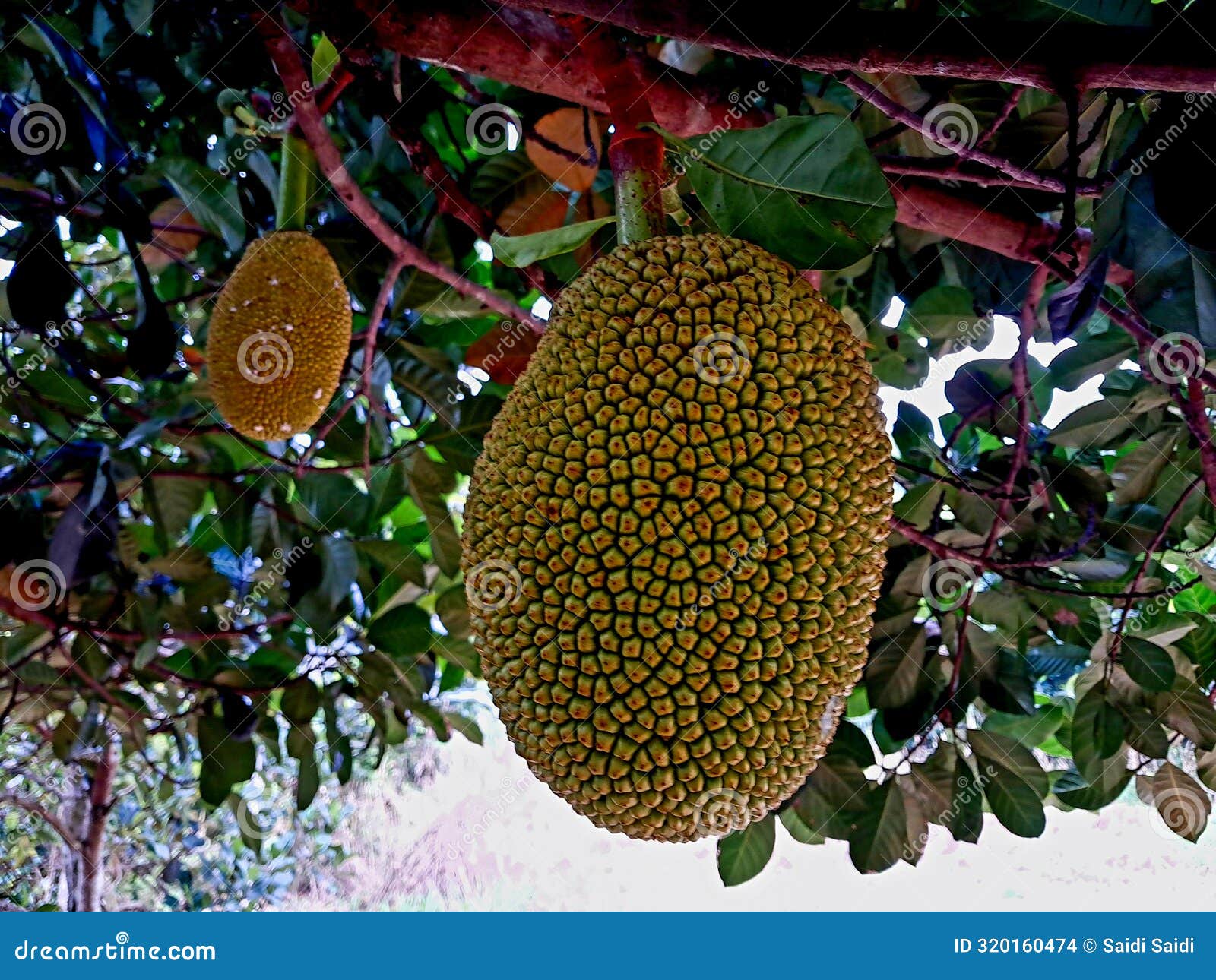 Young Jackfruit on the Tree Stock Photo - Image of color, latex: 320160474