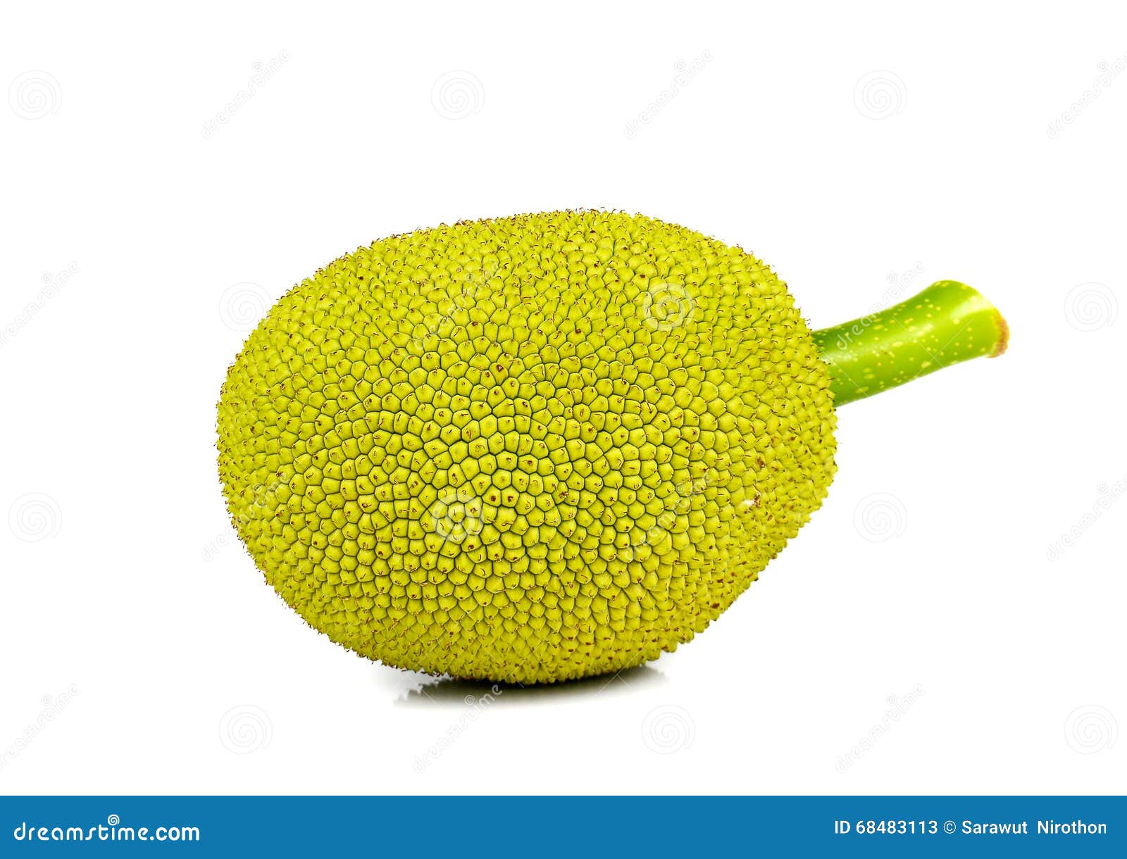 Young Jackfruit, Khanun-on With Rhizopus Sp, Inflorescence Rot Or Fruit ...