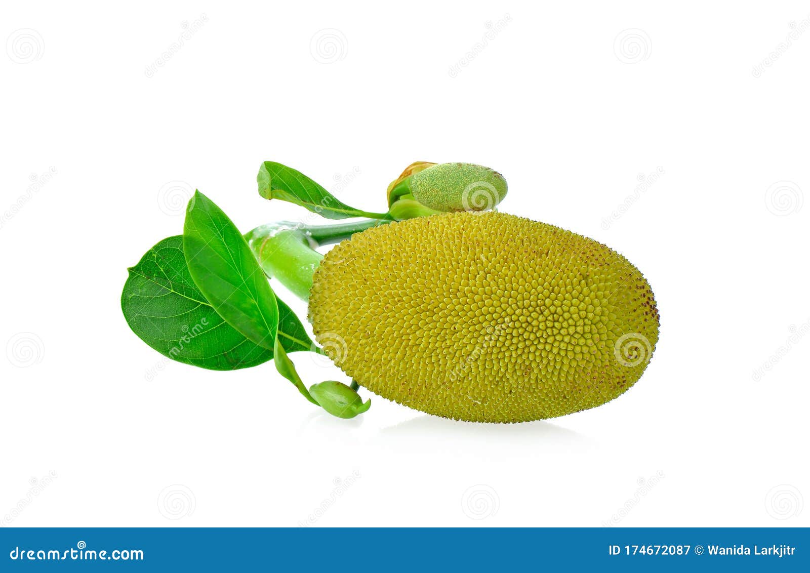 Young Jackfruit on White Background Stock Image - Image of yellow ...