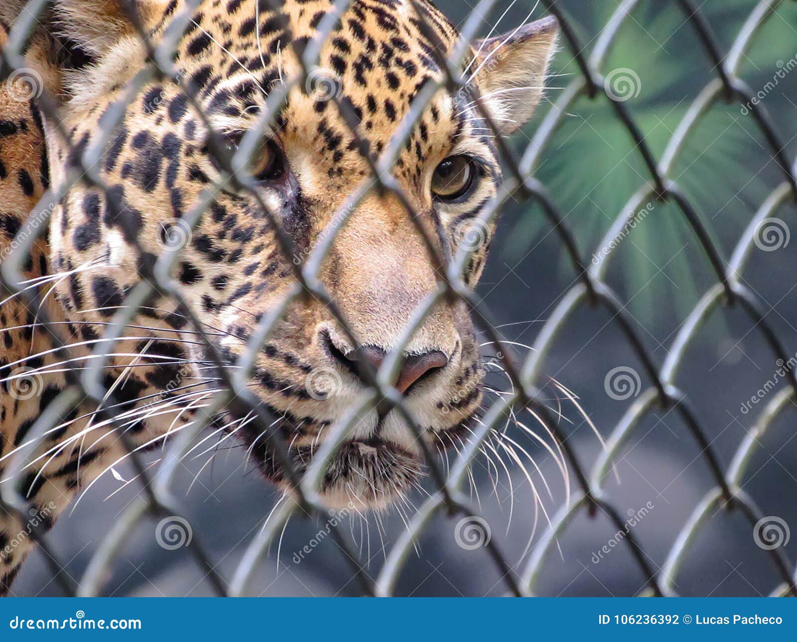 Young Jaguar Panthera Onca Inside a Cage Stock Photo - Image of nature ...