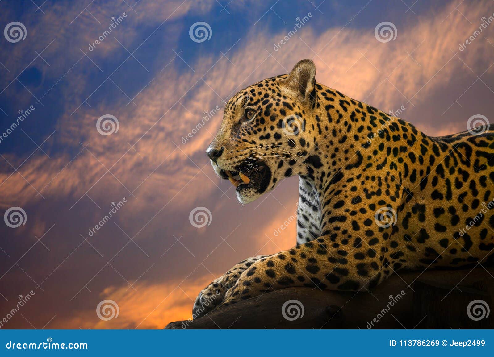 Young Jaguar Resting on the Rock. Stock Image - Image of dangerous ...
