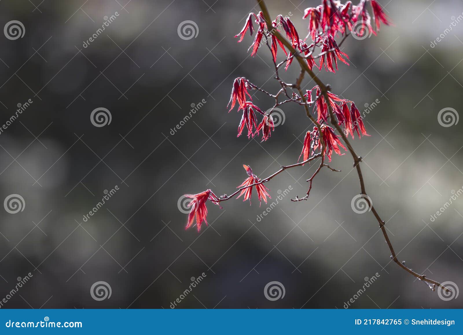 Young Japanese Maple Leaves in Spring Time Stock Image - Image of ...