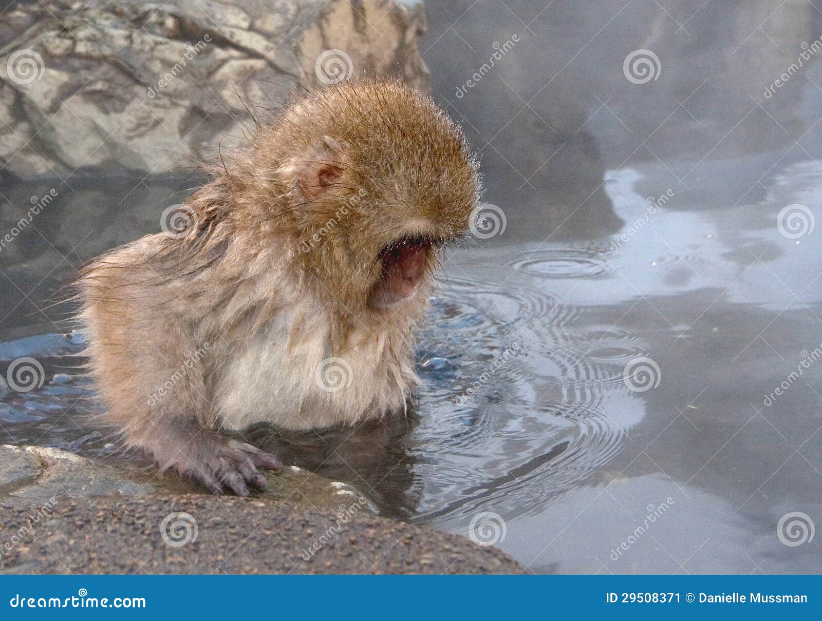 Young Japanese Snow Monkey Entering Steam Bath Stock Image - Image of ...