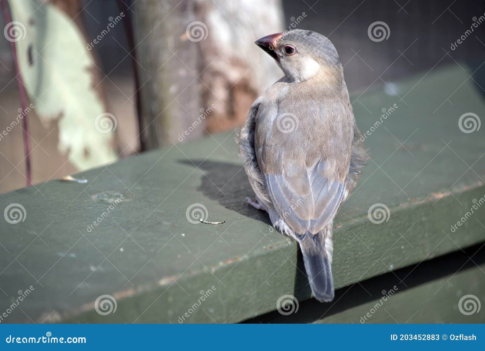 This is a Young Java Sparrow Stock Image - Image of small, bird: 203452883