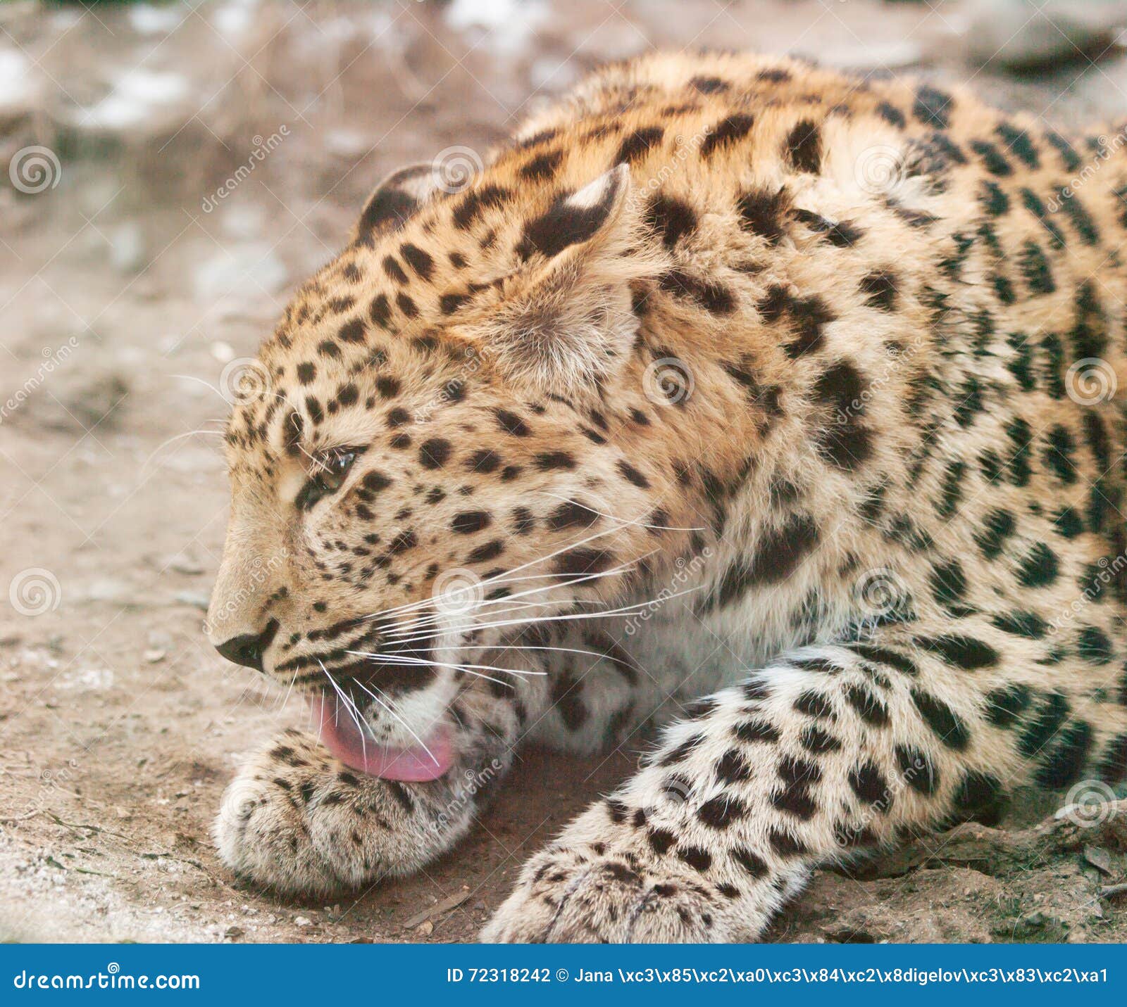 Young Javan Leopard - Panthera Pardus Stock Photo - Image of nature ...