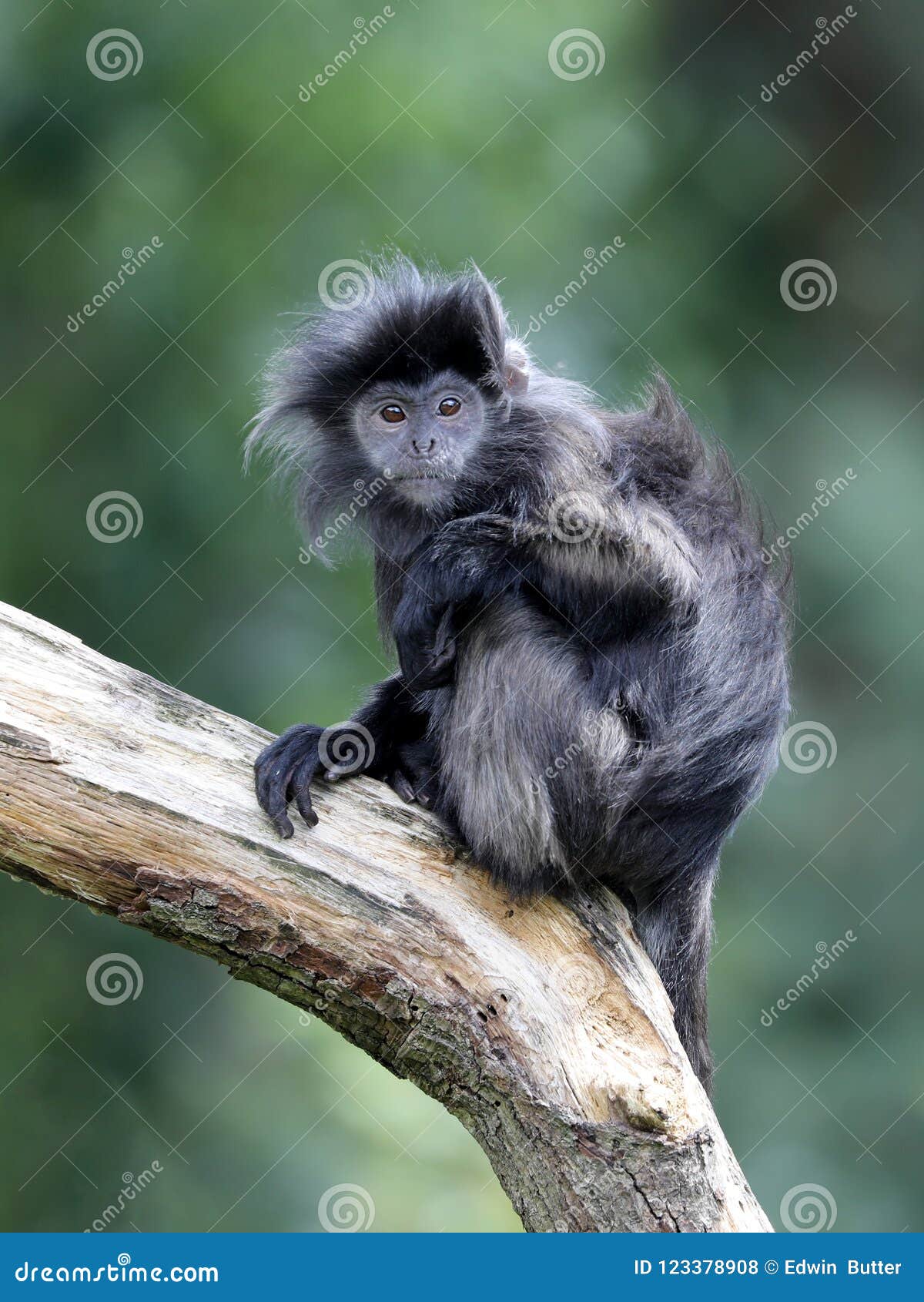 Young Javan lutung stock photo. Image of cute, mammal - 123378908