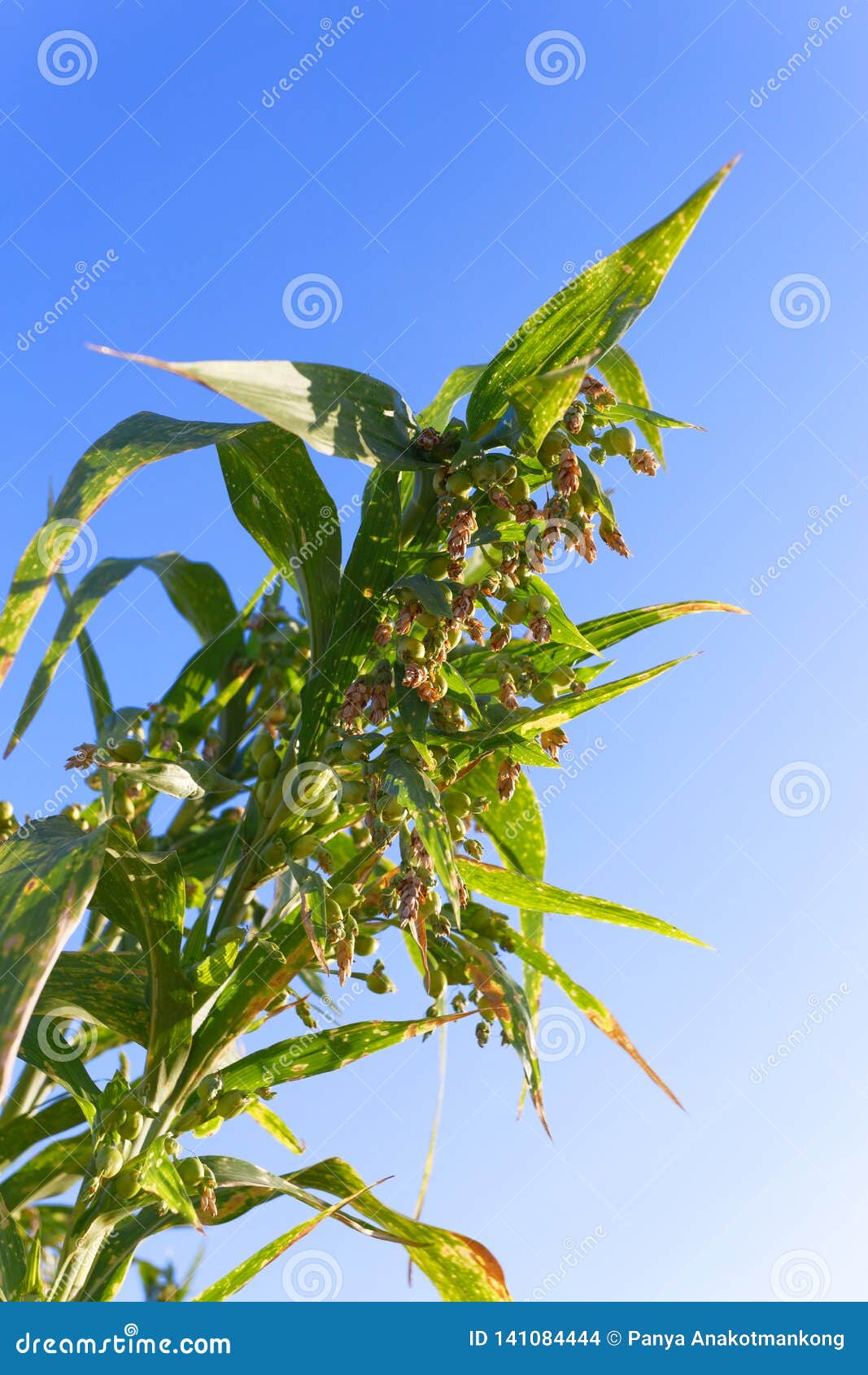 Young Job`s Tear on Tree Under Blue Sky Stock Photo - Image of food ...