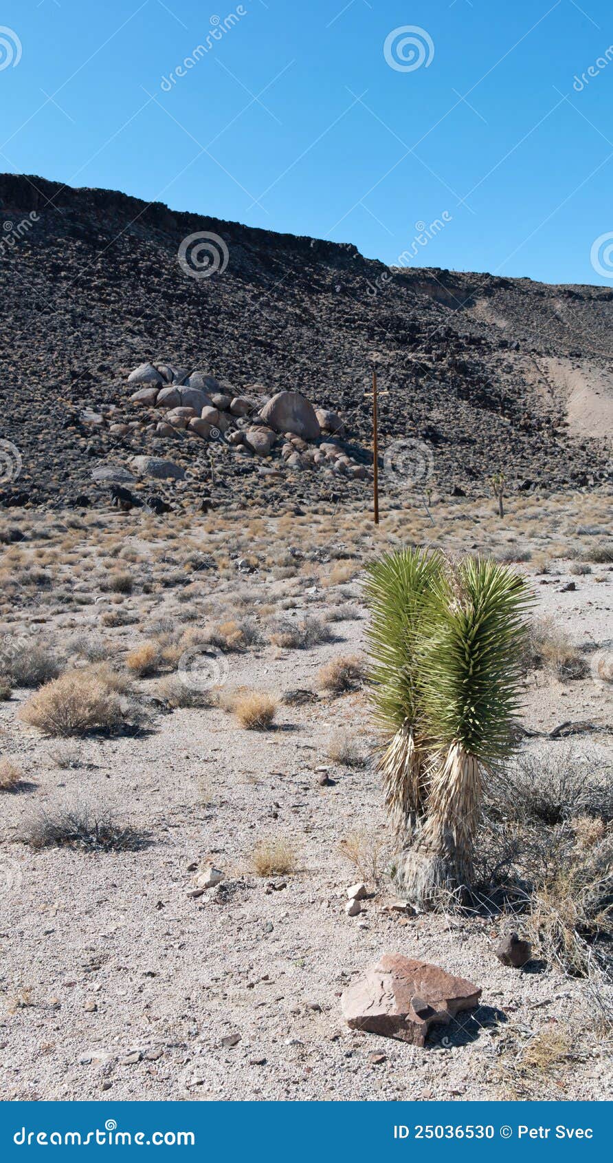 Young Joshua Tree (Yucca Brevifolia); Growing At High Altitude; Wide ...