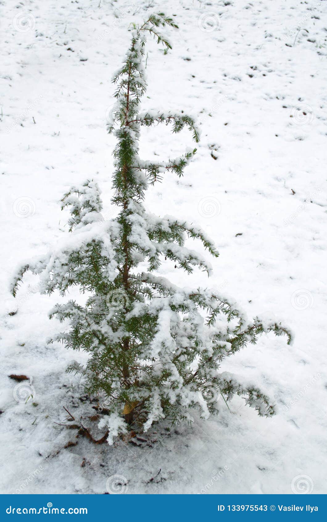 Young Juniper Tree Covered with Snow. Stock Image - Image of field ...