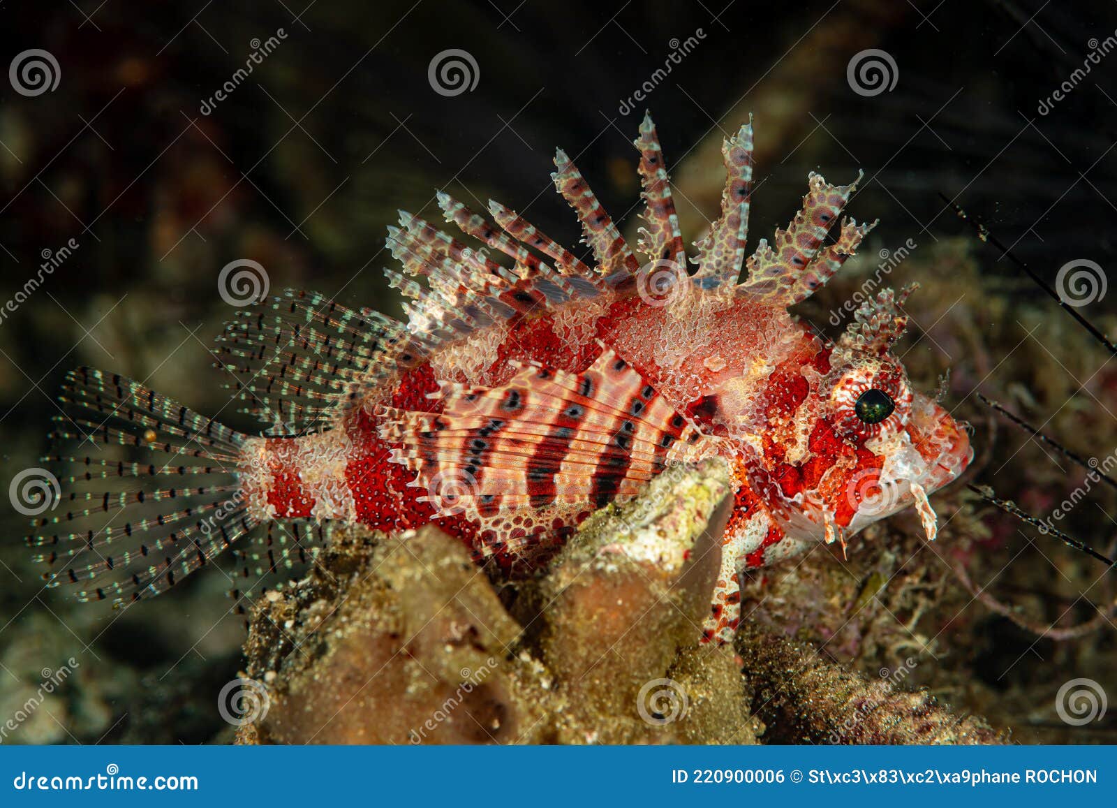 Young Juvenile Zebra Lionfish Fish Stock Photo - Image of biodiversity ...