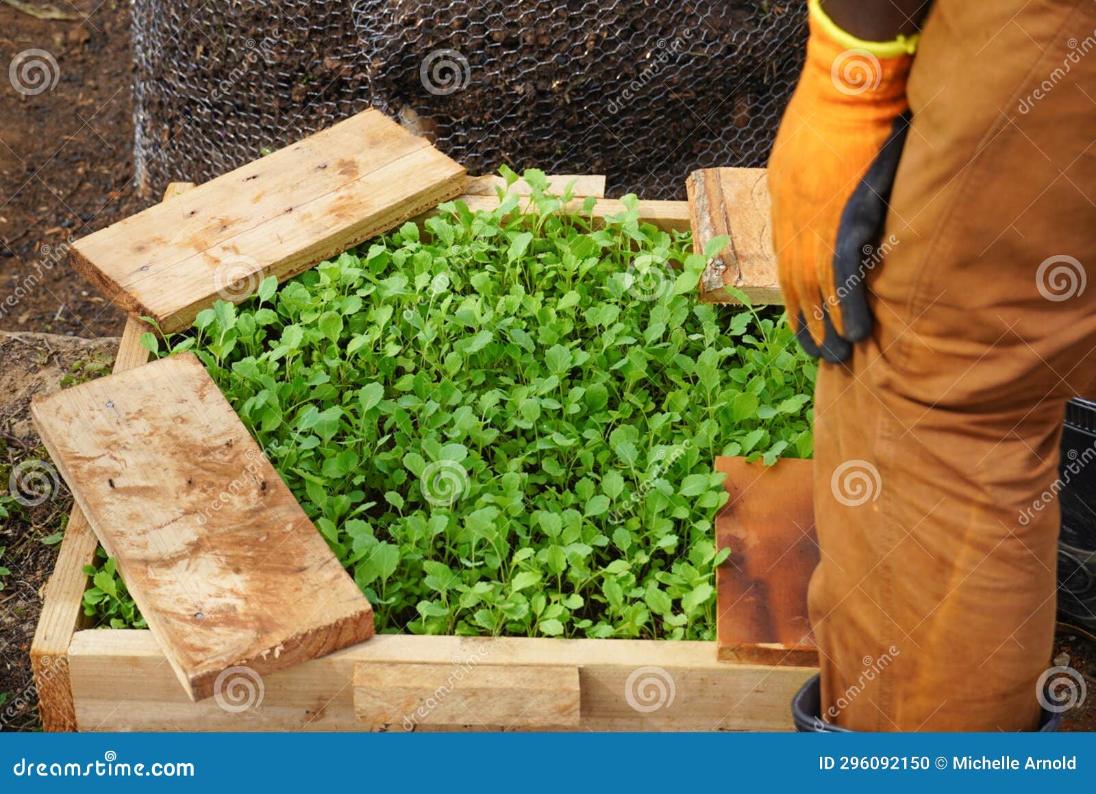 Young Kale Plants in a Wood Box Stock Photo - Image of ready, young ...