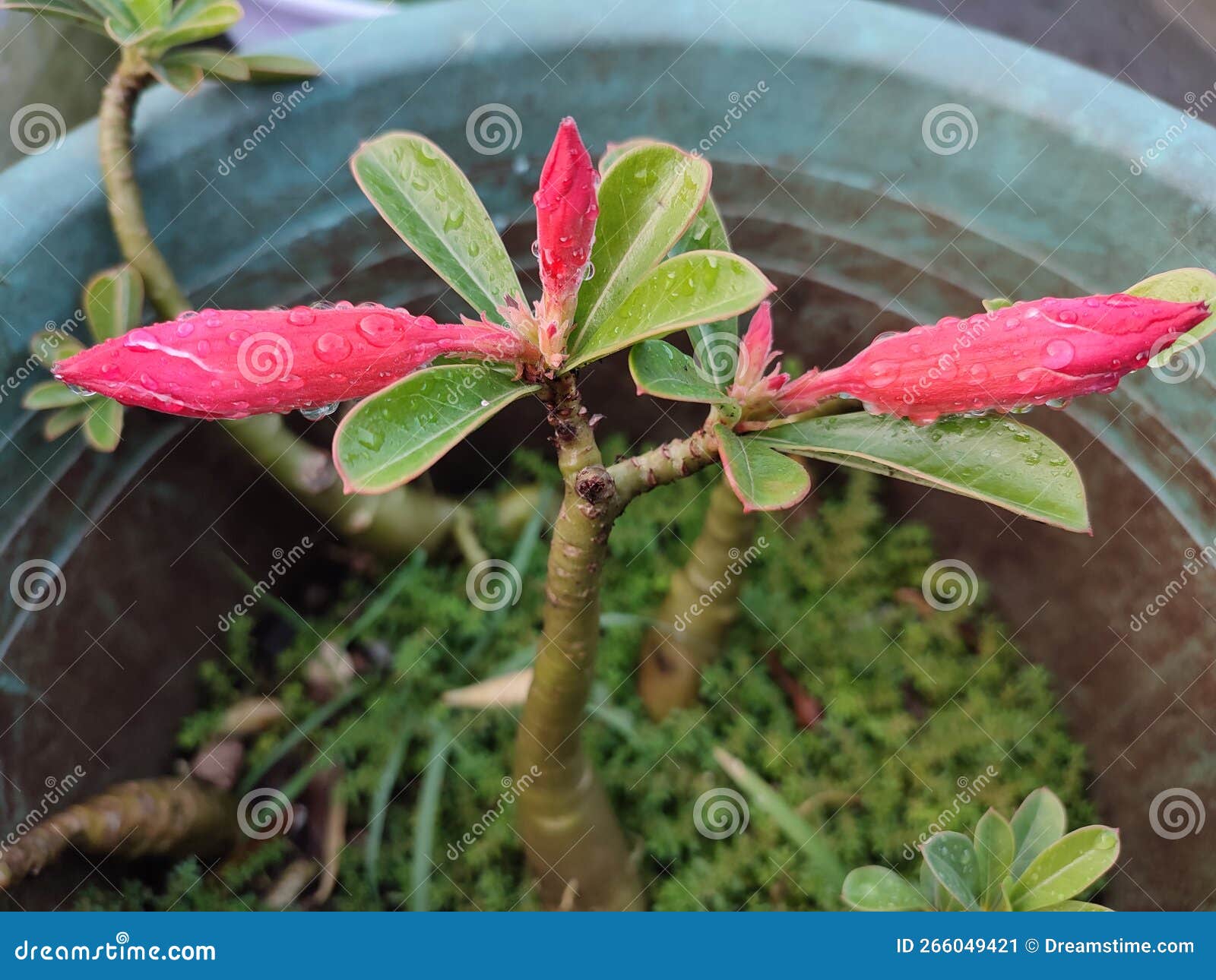 The young Kamboja flower stock image. Image of shrub - 266049421