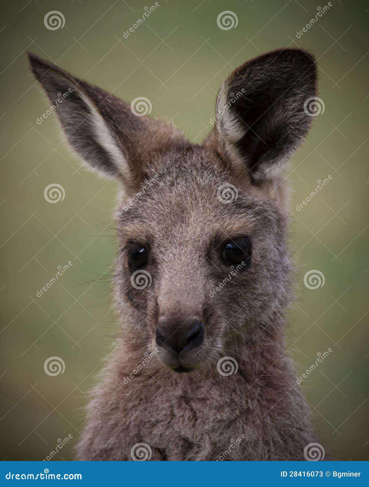5,858 Young Kangaroo Photos - Free & Royalty-Free Stock Photos from ...