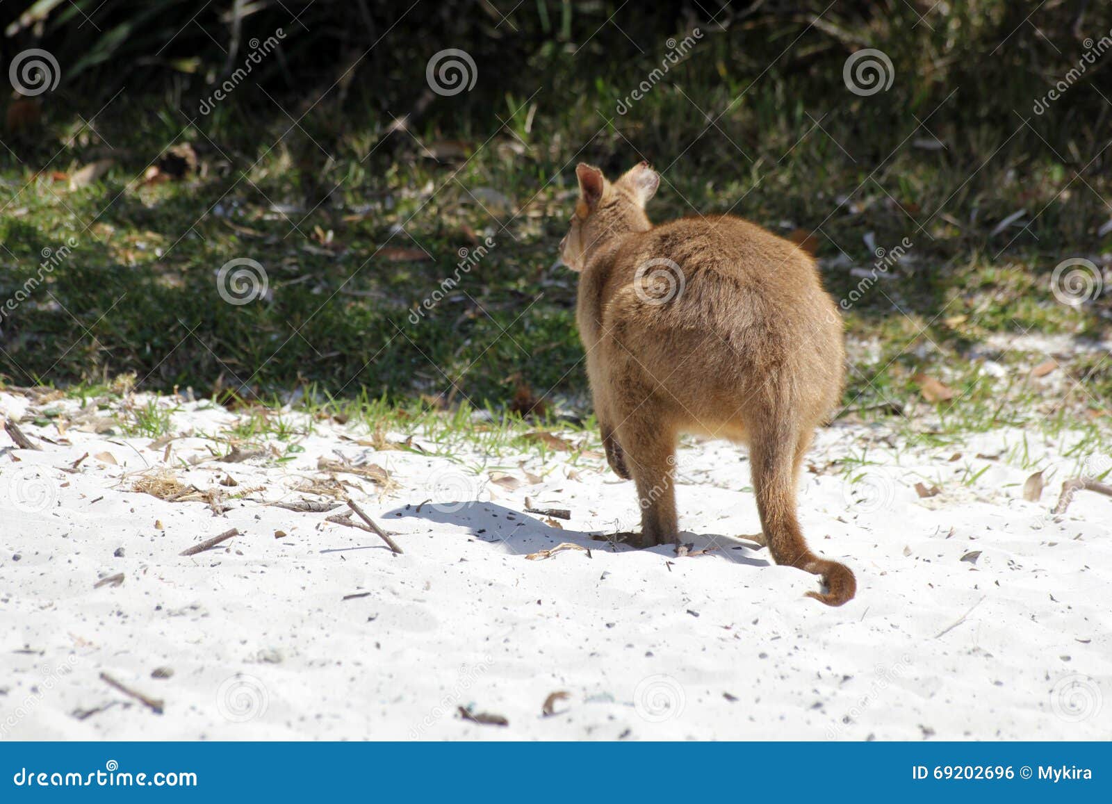 Young kangaroo. back view stock photo. Image of kangaroo - 69202696