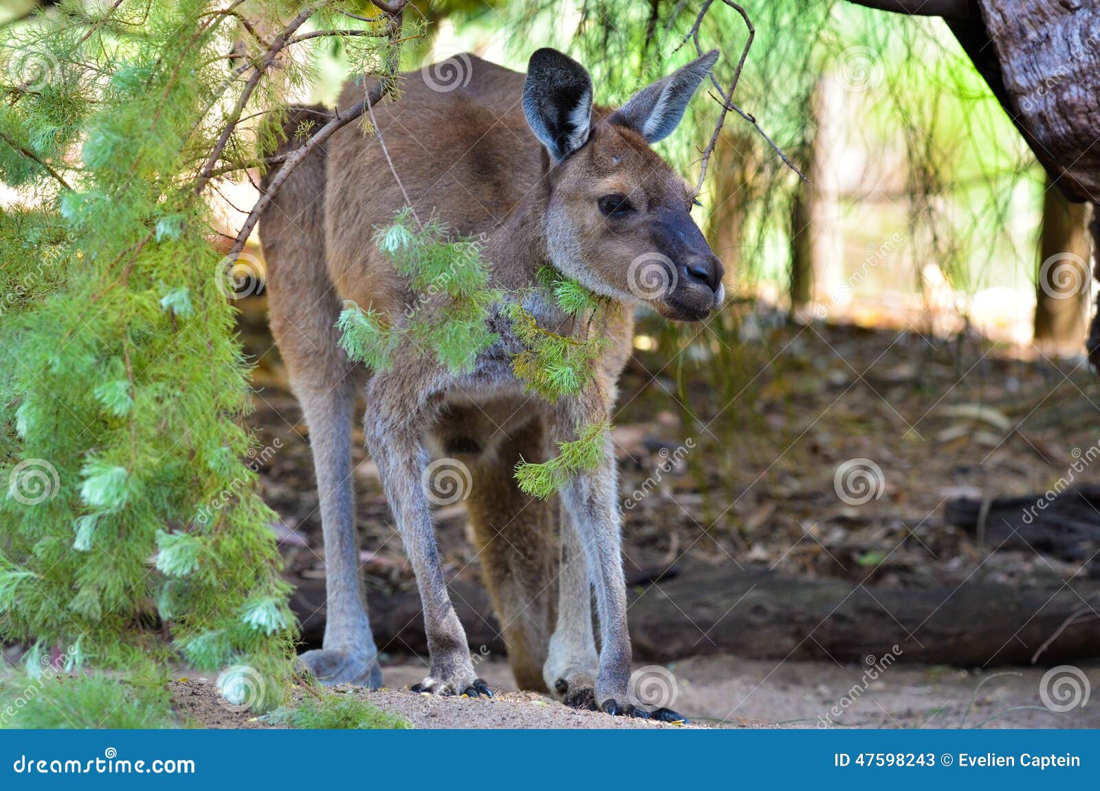 Young kangaroo stock image. Image of animals, jong, nature - 47598243