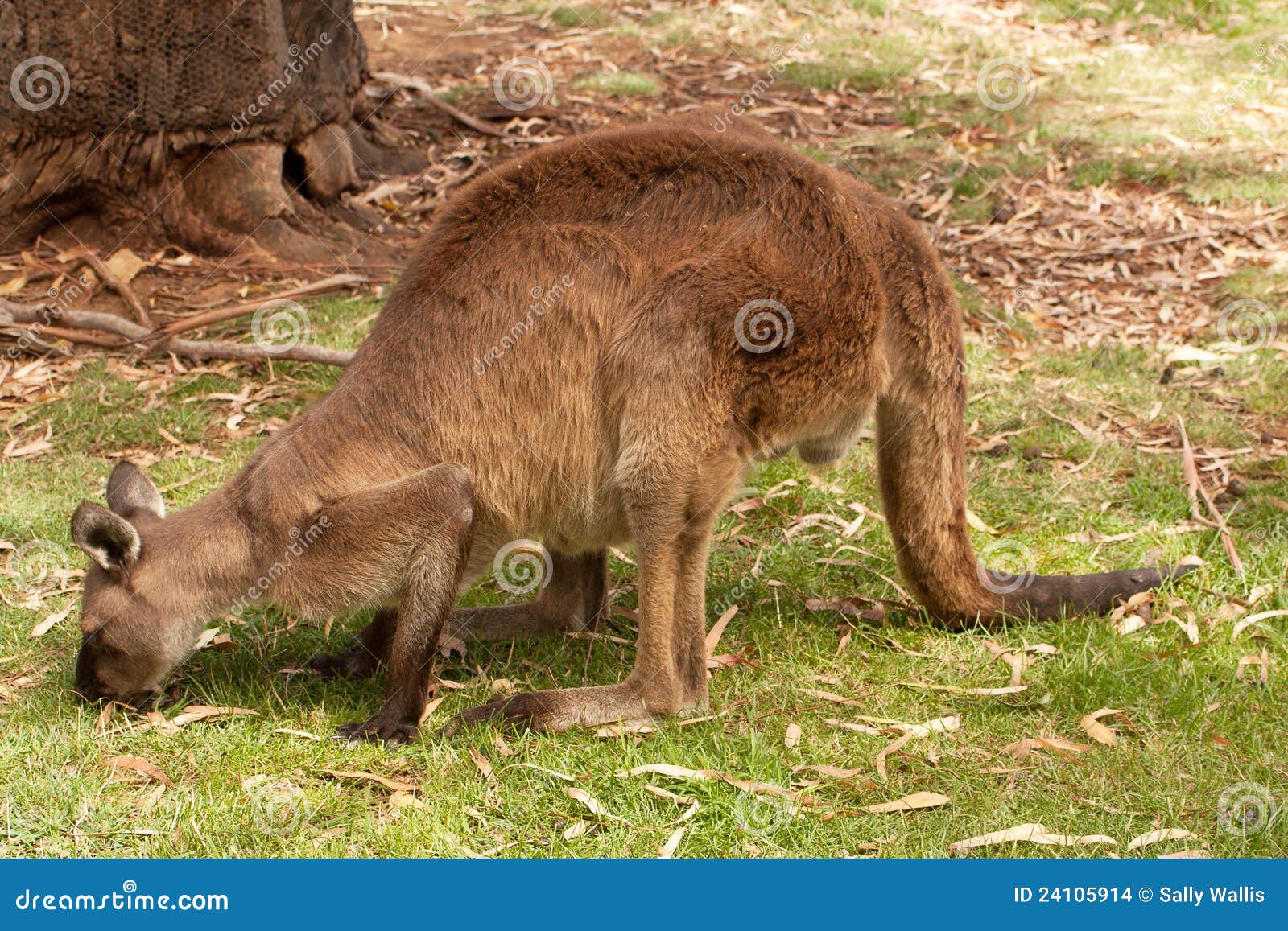 Young kangaroo grazing stock photo. Image of balance - 24105914