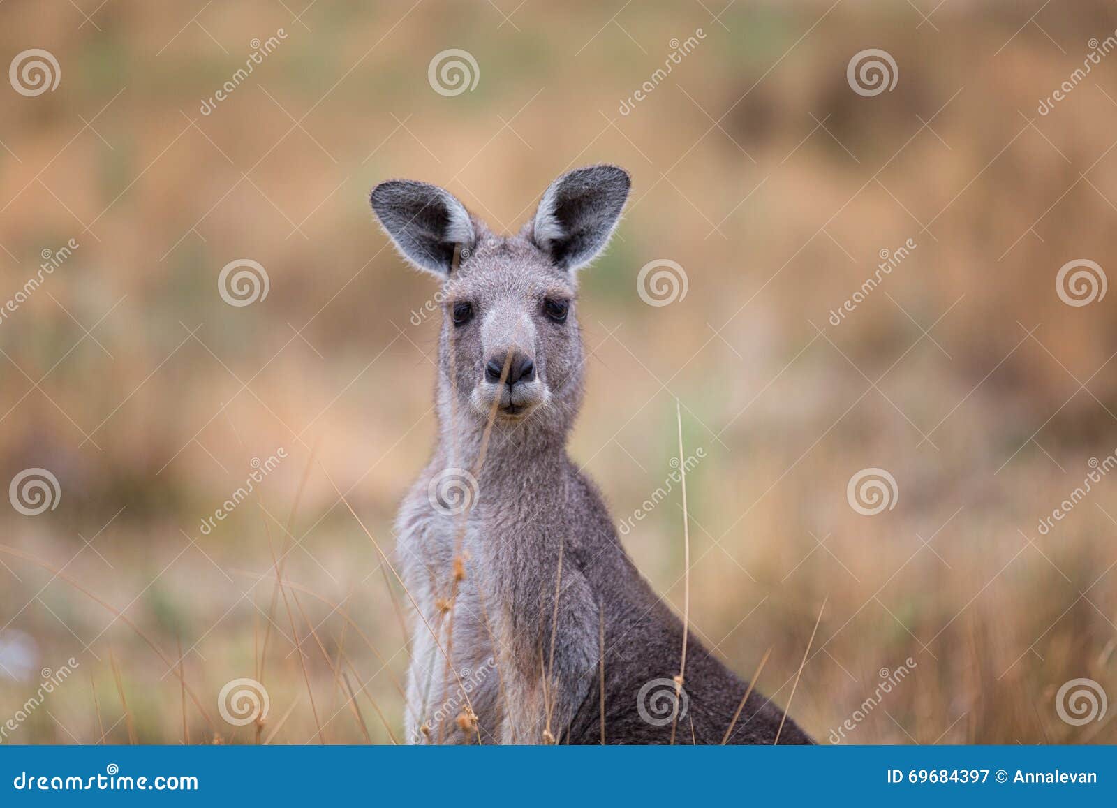 Young Kangaroo Resting On A Grass Close-up. Woman Feeding Young ...